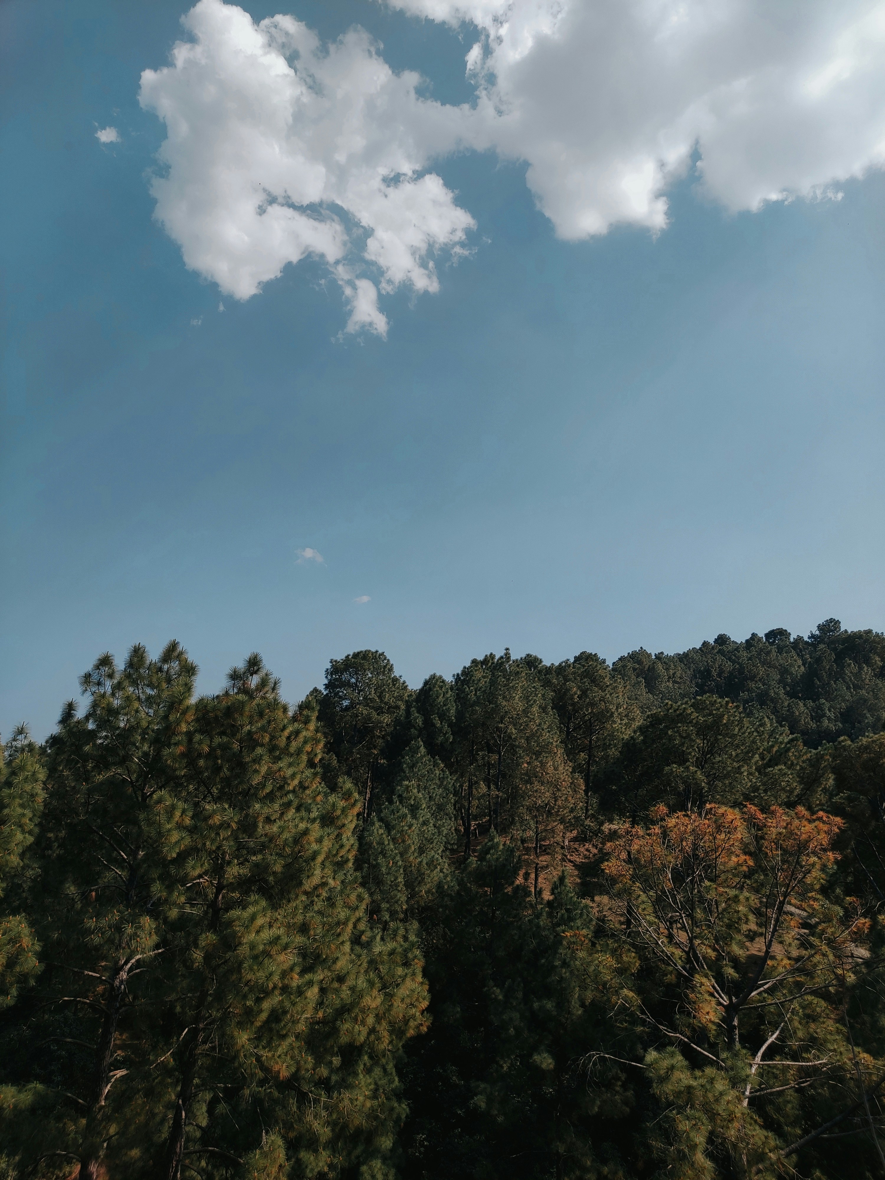 Dense pine trees line the horizon beneath a bright blue sky dotted with clouds.