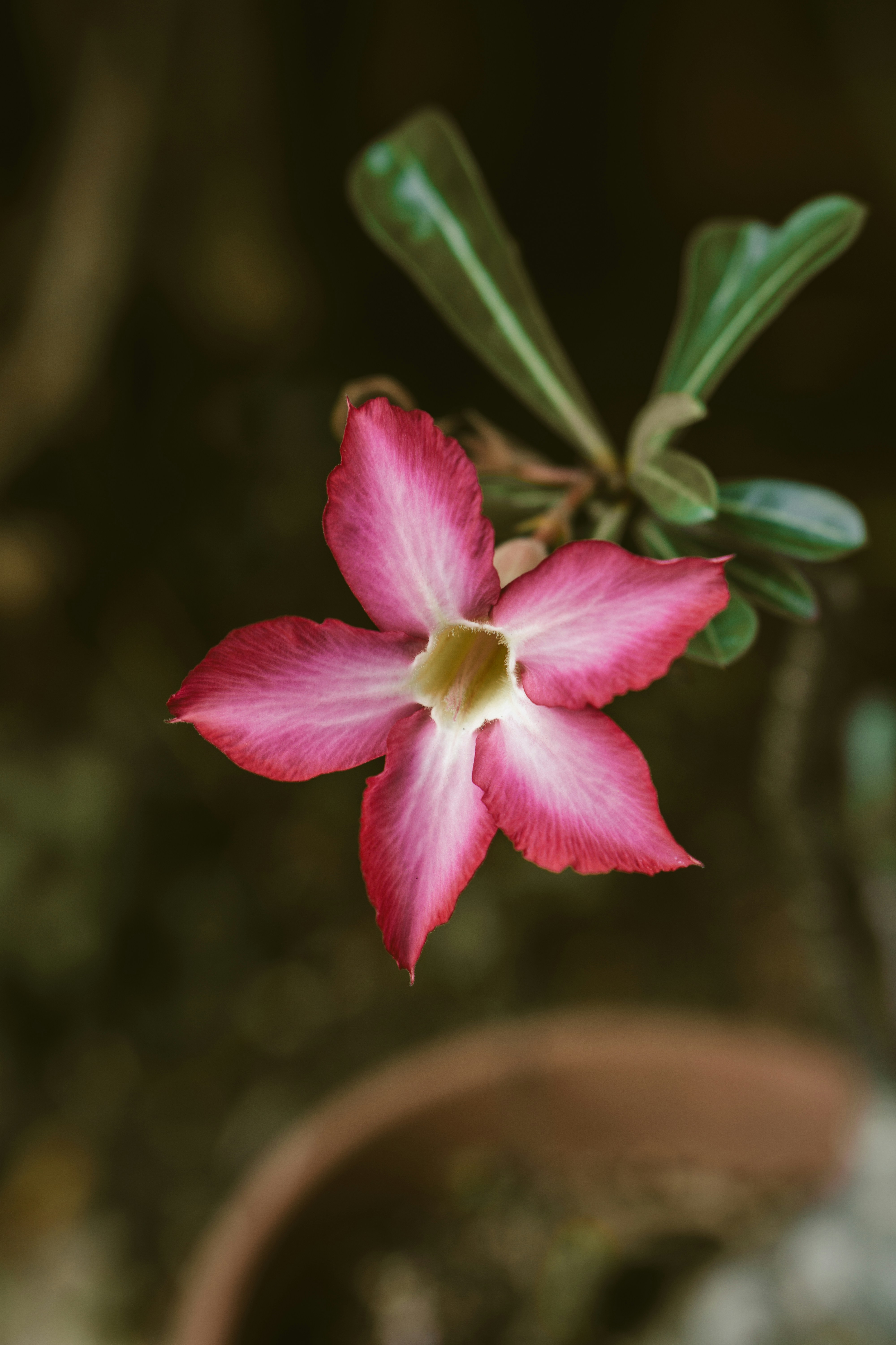 Crimson-edged Adenium Bloom in Velvet Bokeh