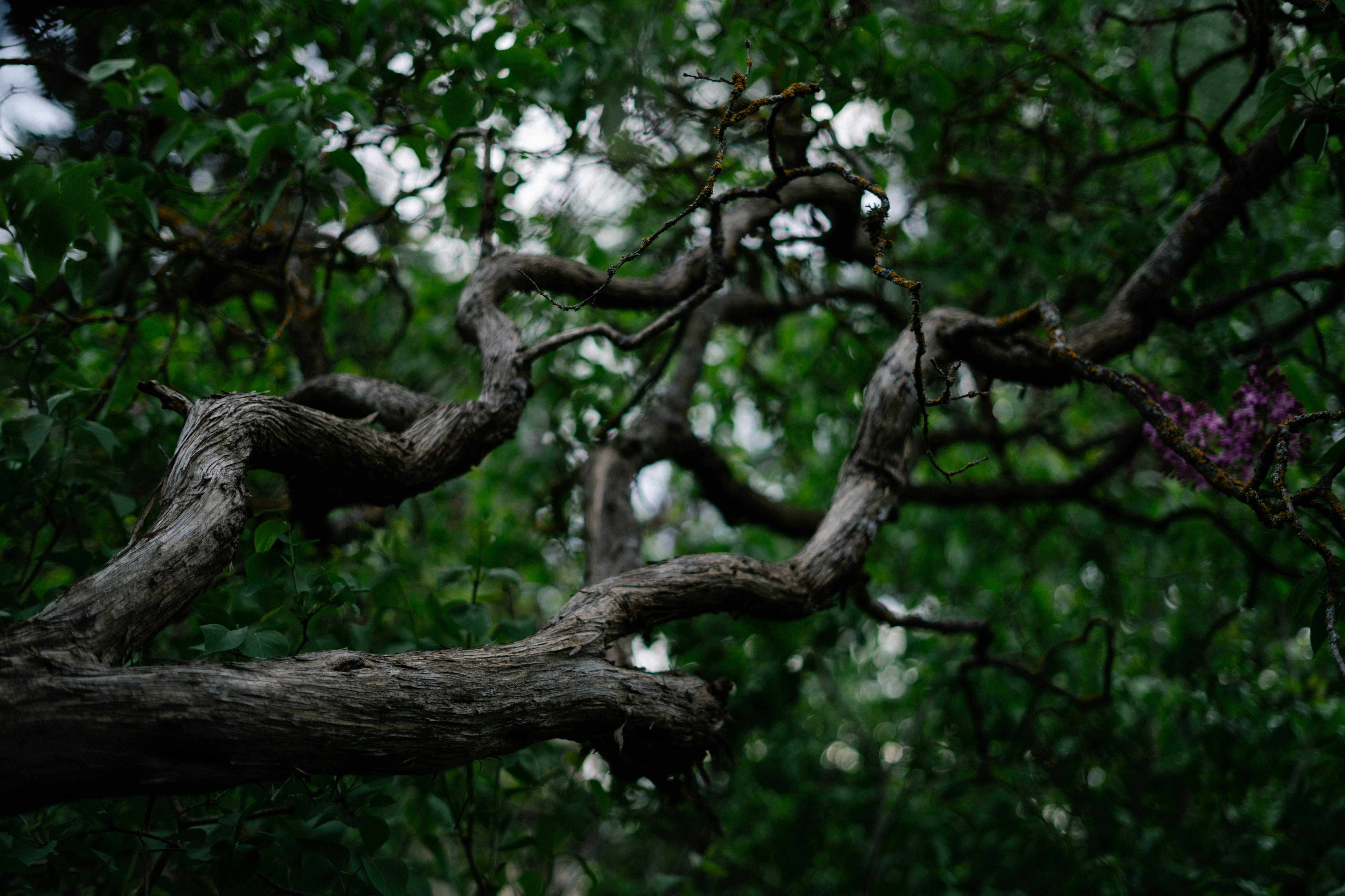 Intricate gnarled branches weave through a lush green backdrop, showcasing the complexity of natural forms.