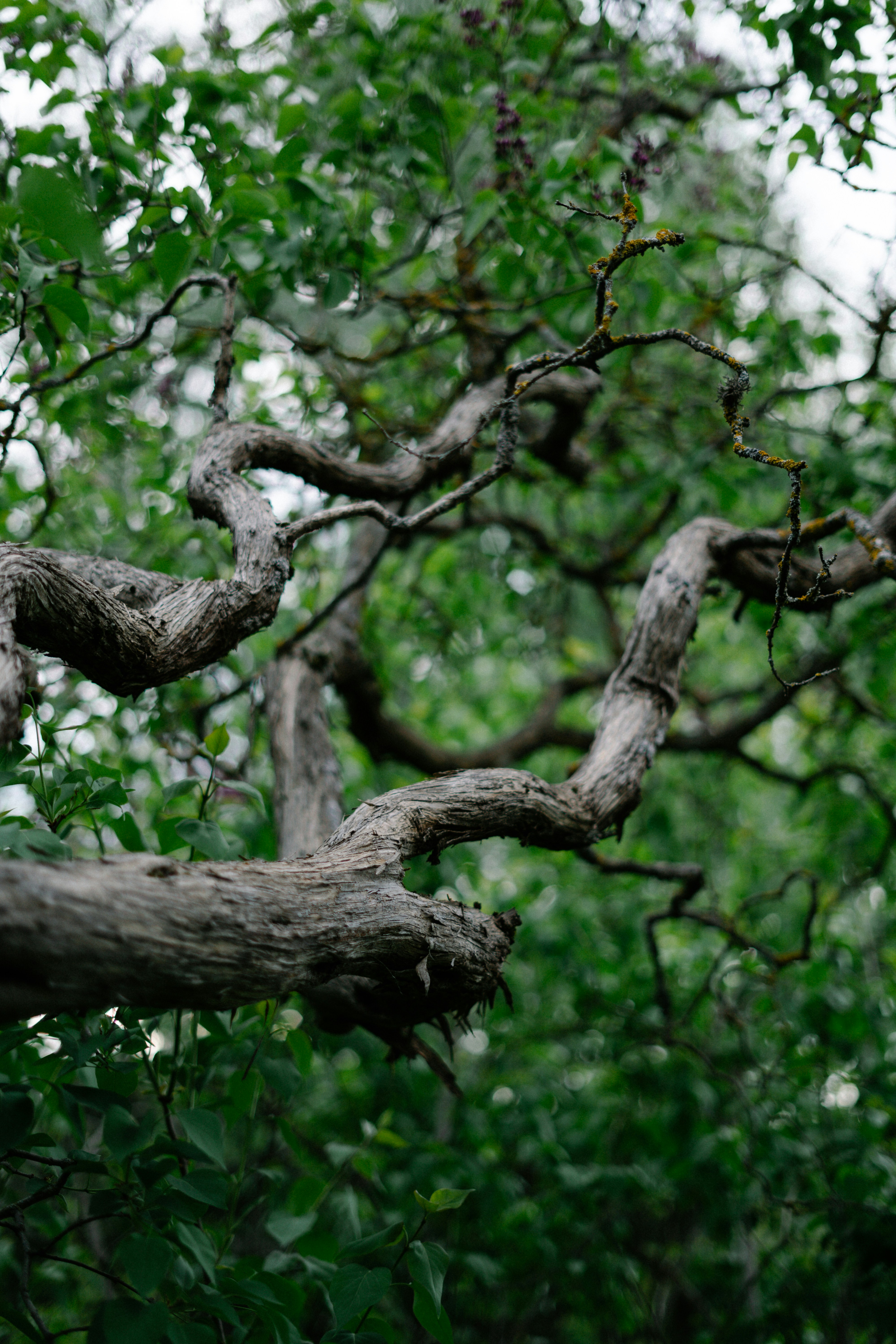 Foto Un árbol con muchas ramas – Imagen Planta gratis en Unsplash