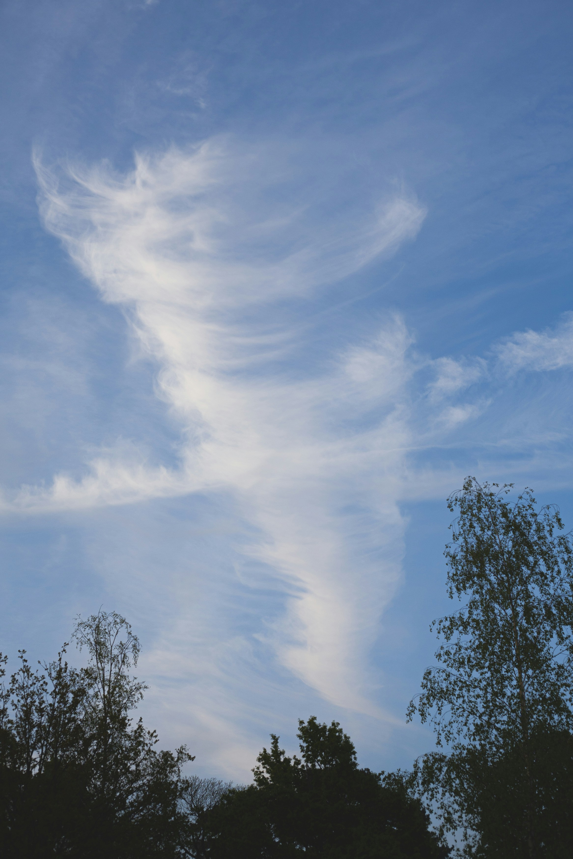 Spiral Cloud Sculpture Above the Quiet Pines