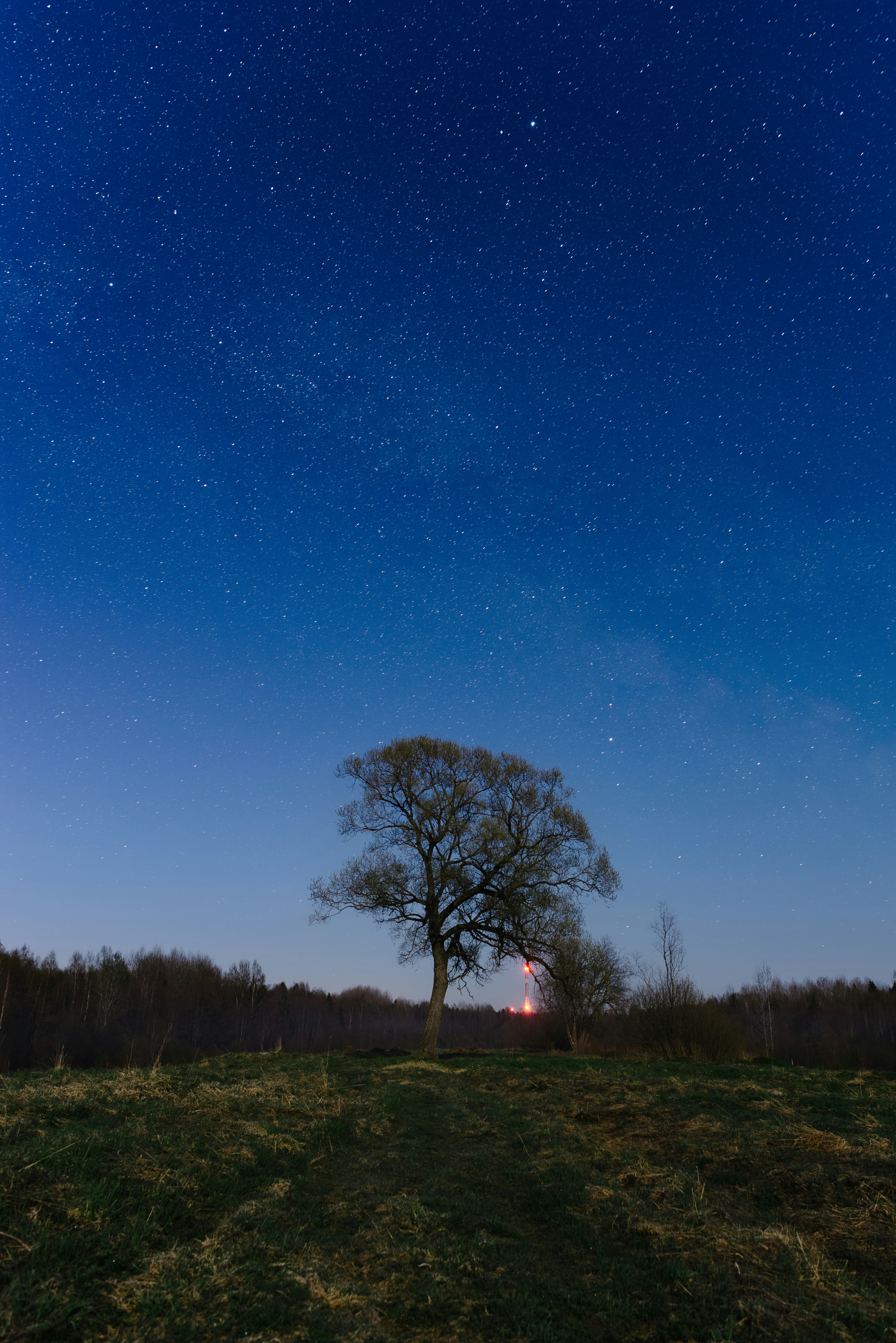  Lone Moonlit Tree Under a Velvet Starfield