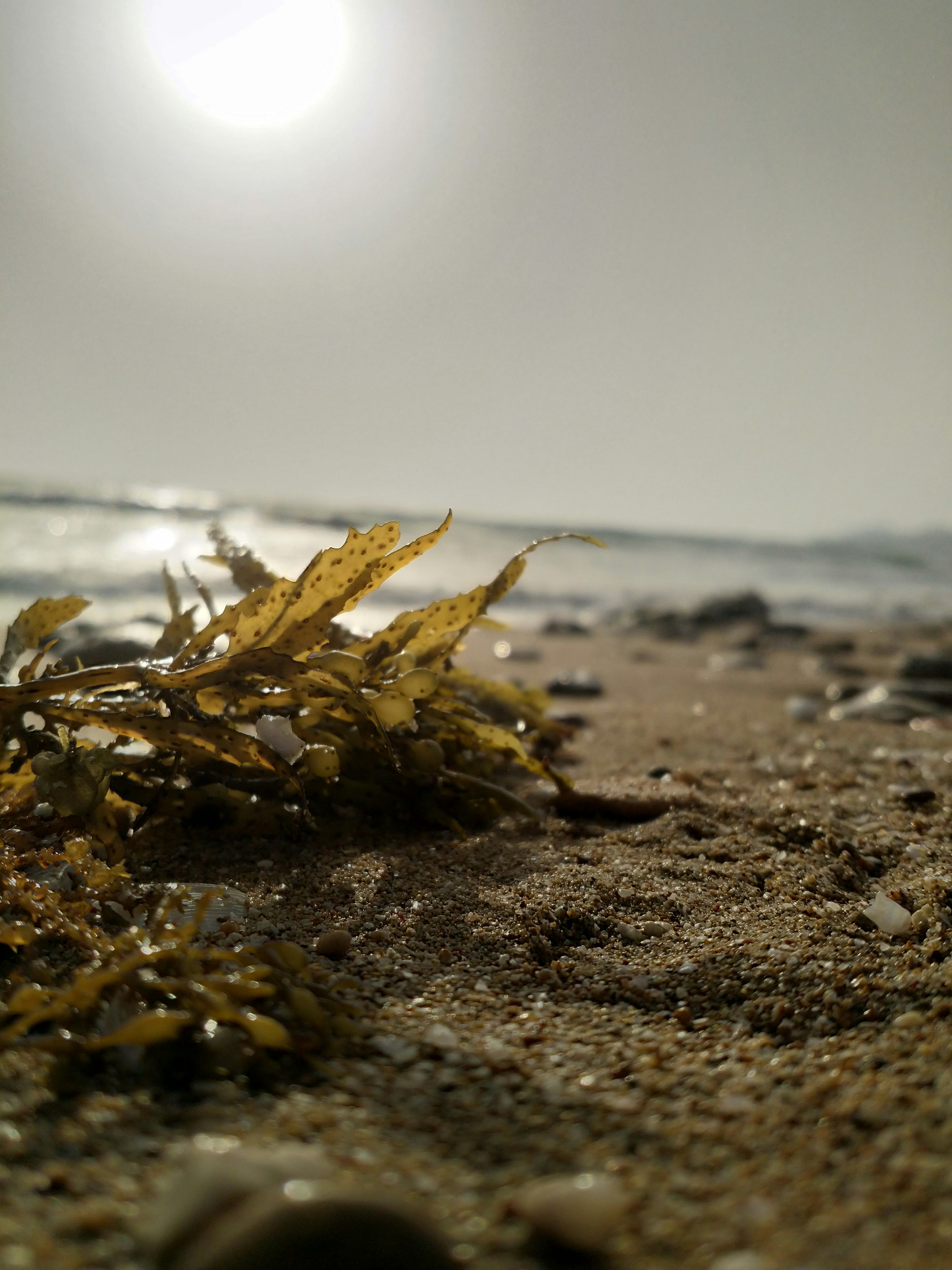 Close-up of amber seaweed on sun-warmed sand, with distant waves and a bright sky in the background.