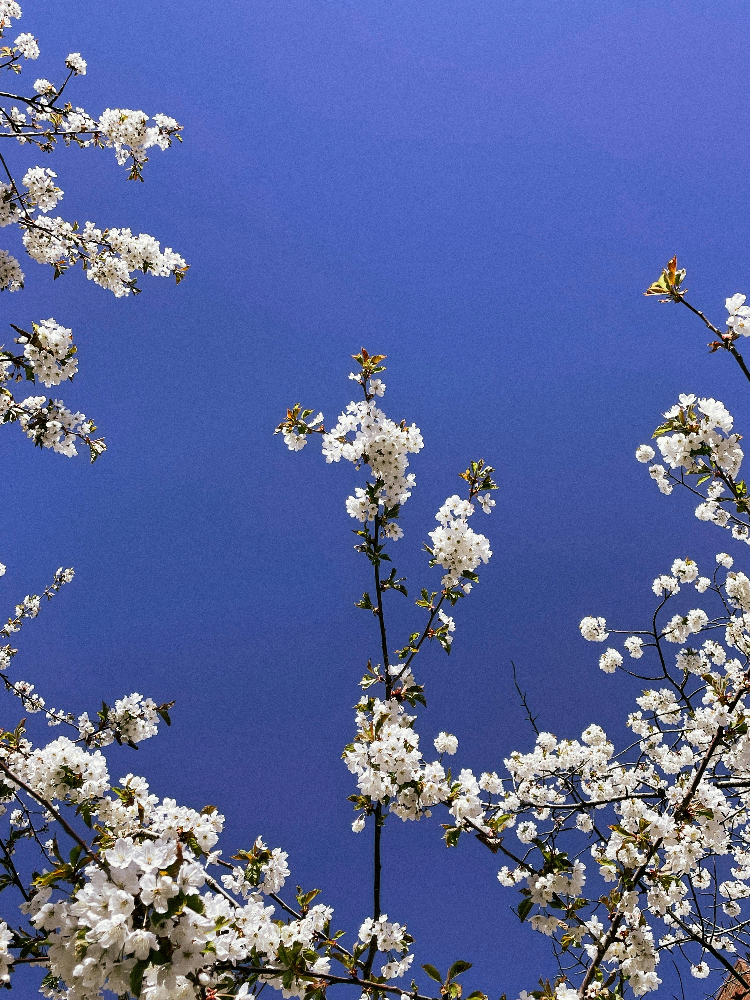 White Cherry Blossoms Framing a Deep Blue Sky