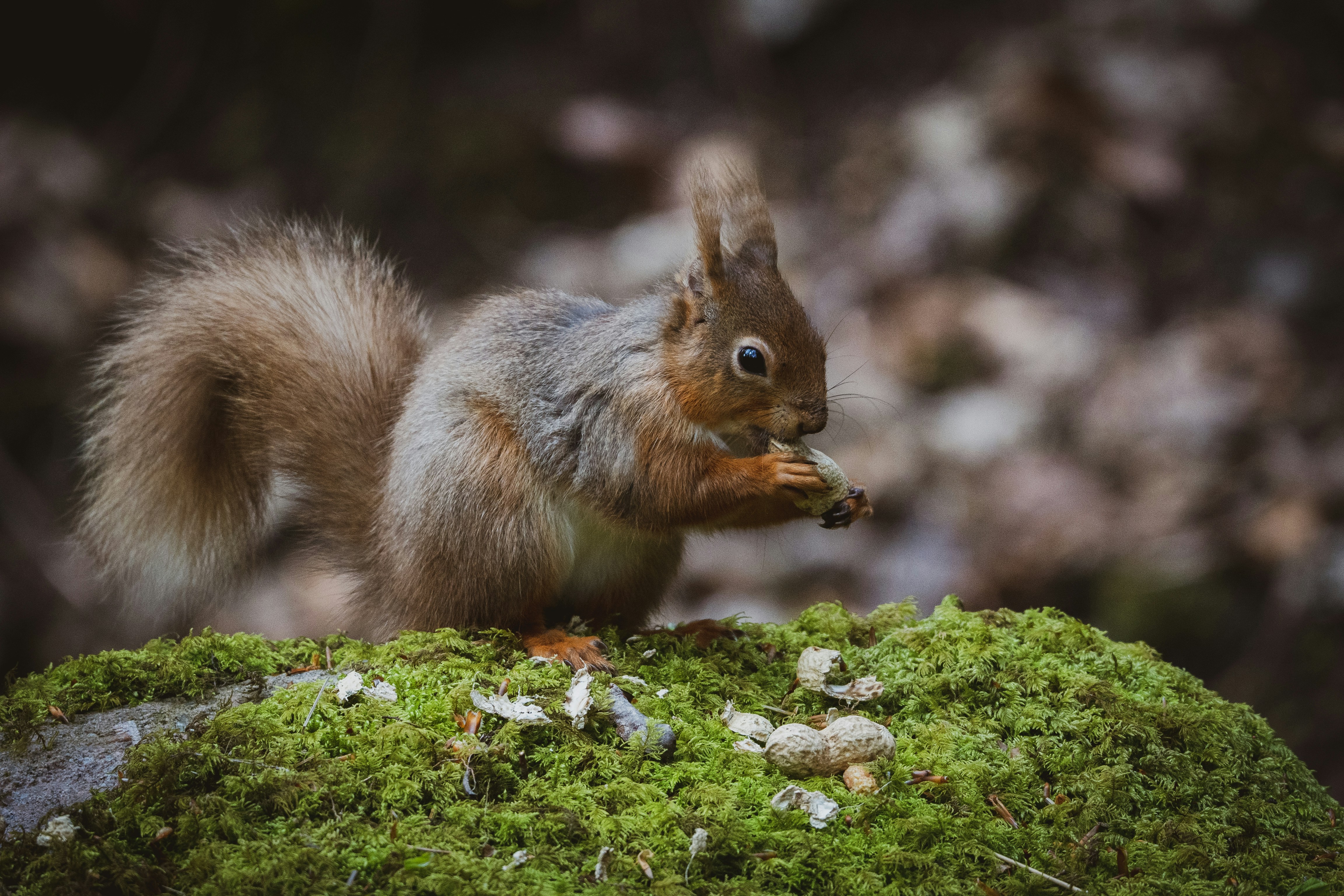 A squirrel eating something photo – Free Shap wells hotel Image on Unsplash