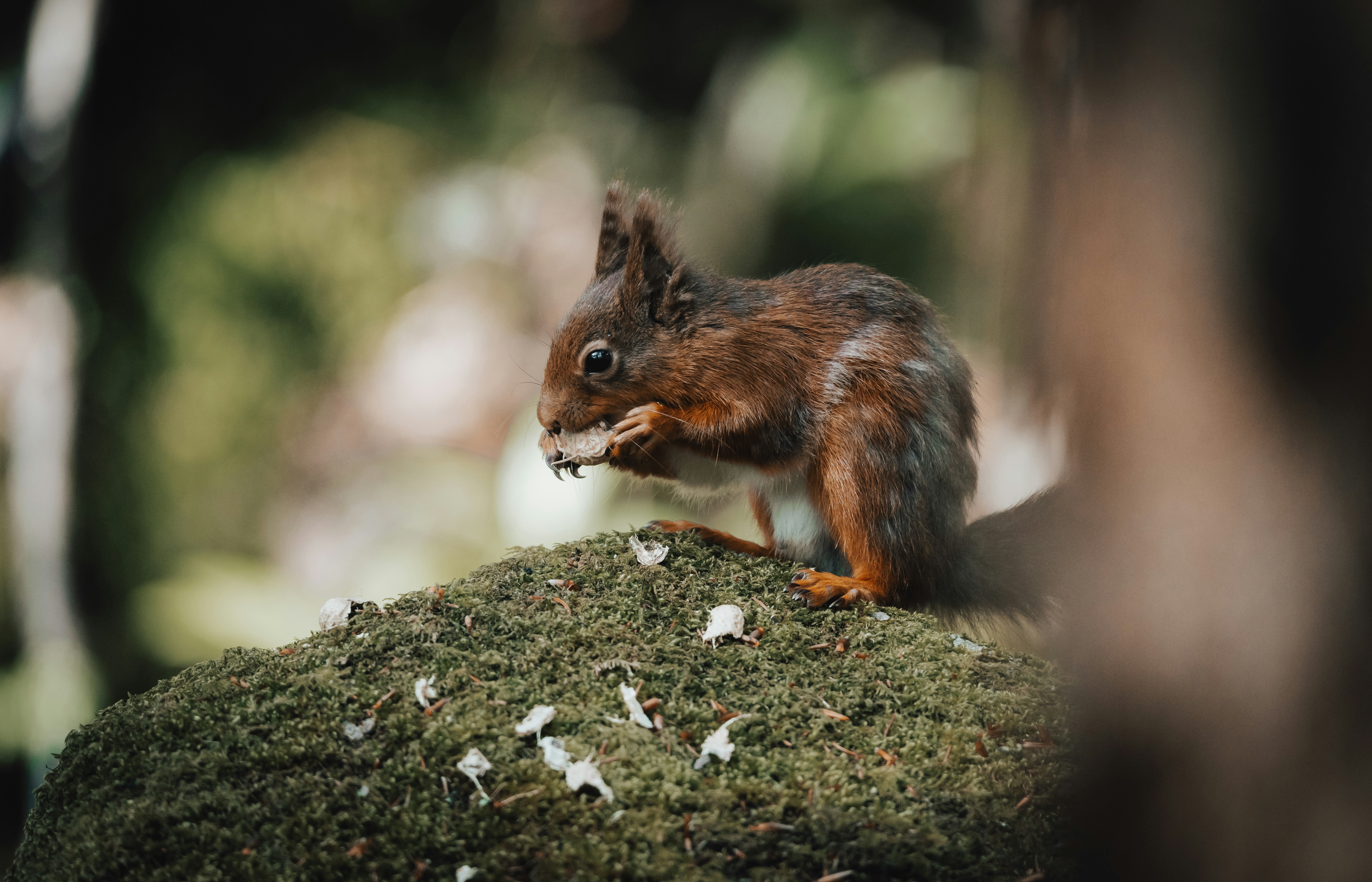 Squirrel Sentinel on Mossy Outcrop