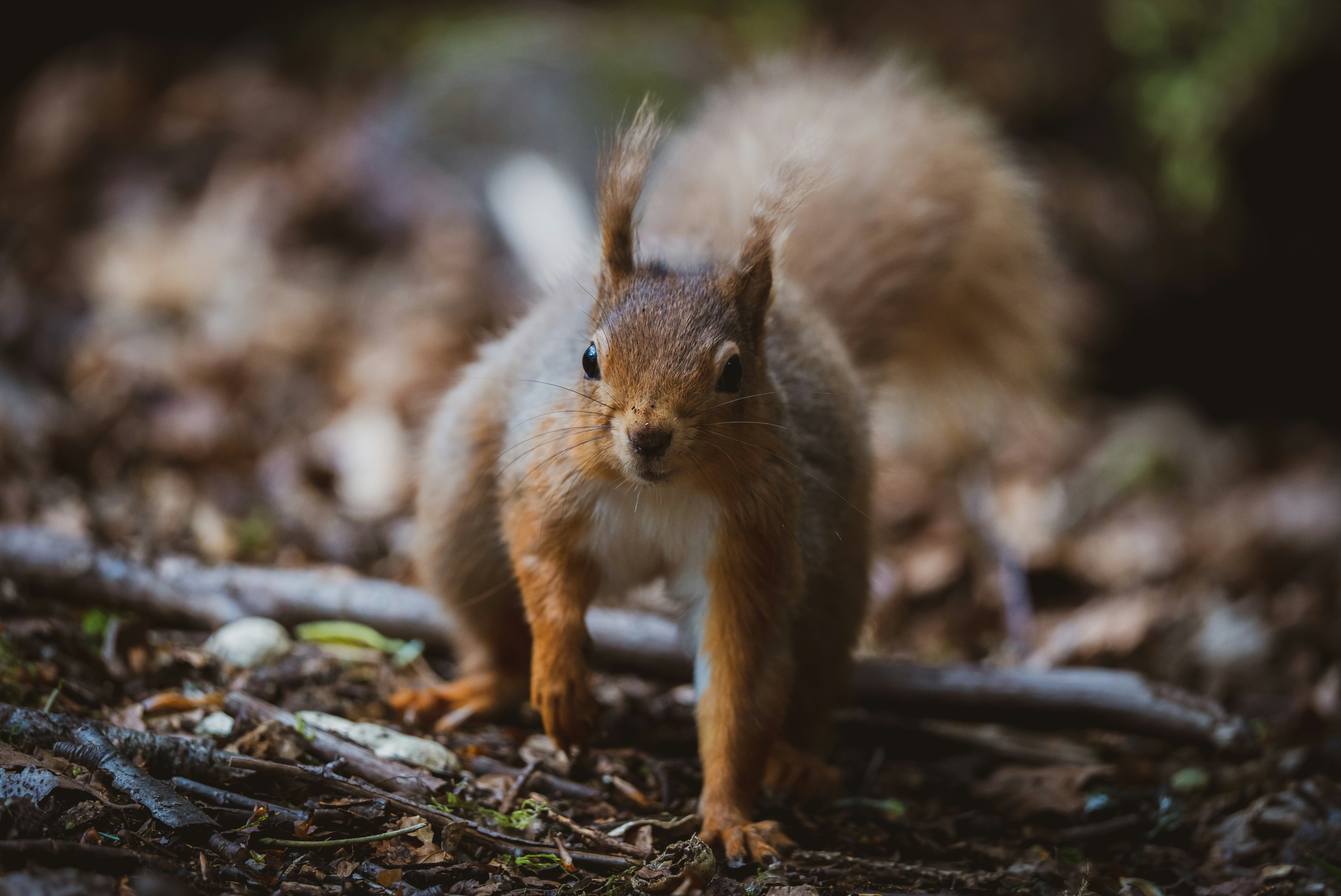 A squirrel standing on the ground photo – Free Shap Image on Unsplash