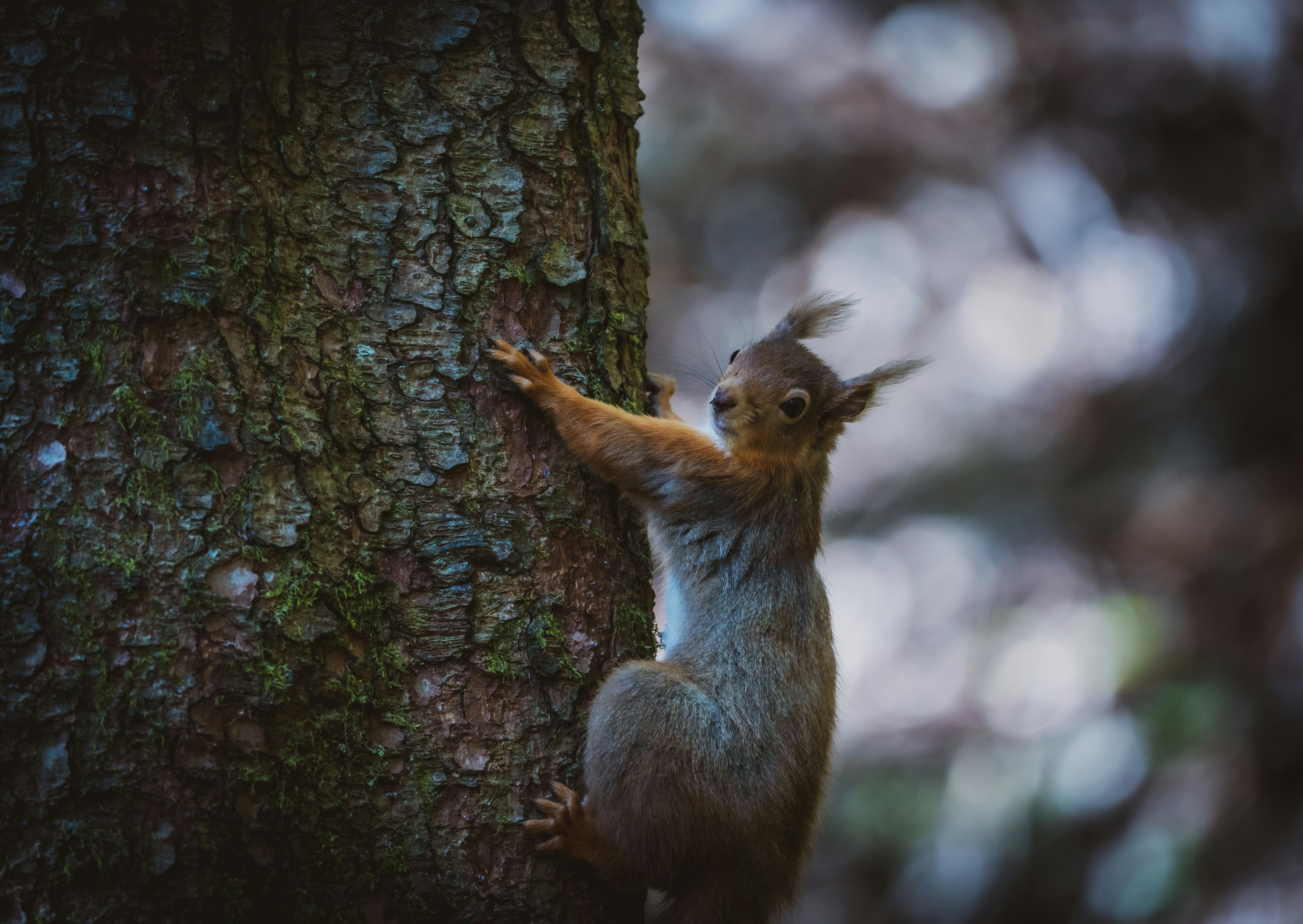 A squirrel climbing a tree photo – Free Shap wells hotel Image on Unsplash