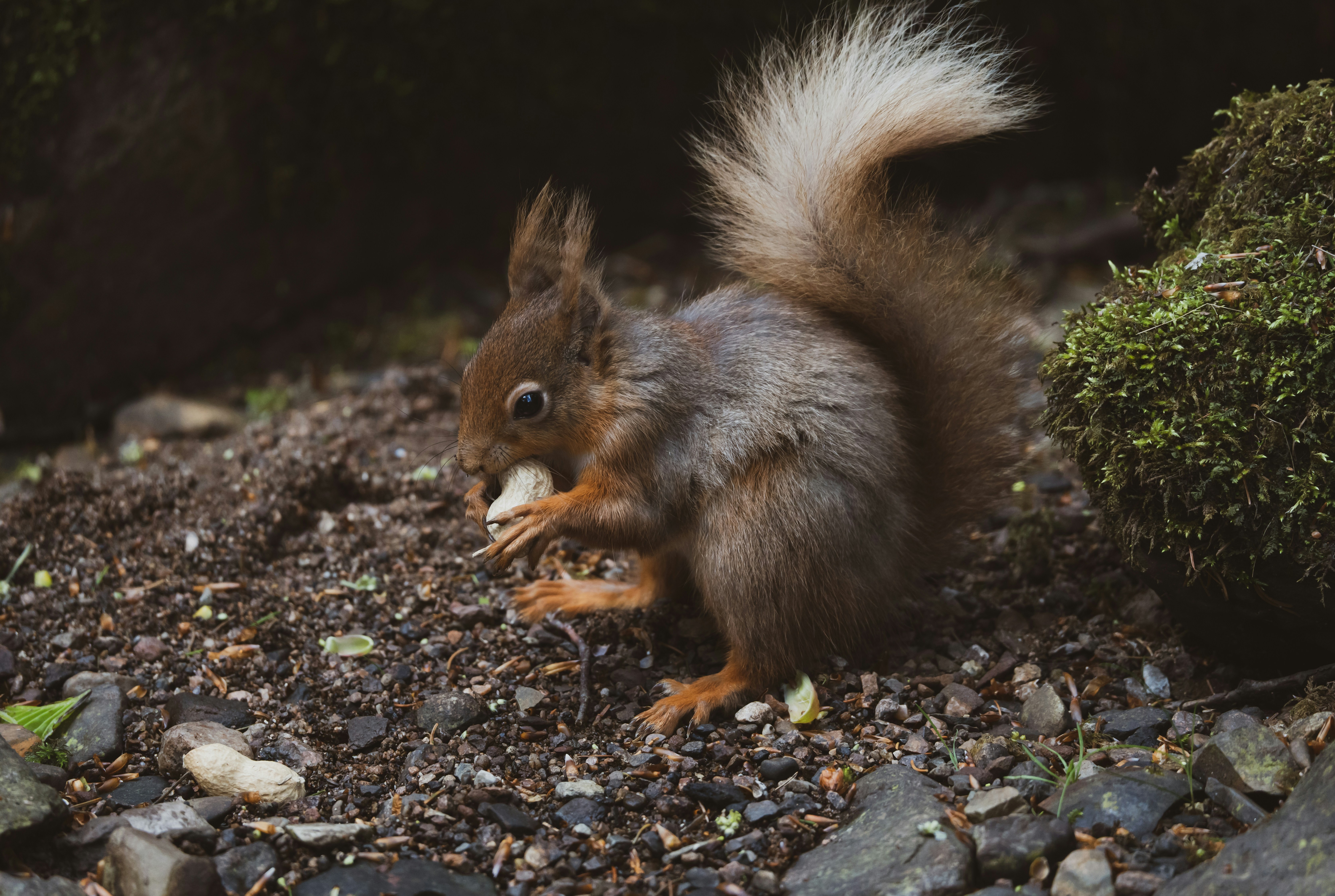 A squirrel eating food photo – Free Shap wells hotel Image on Unsplash