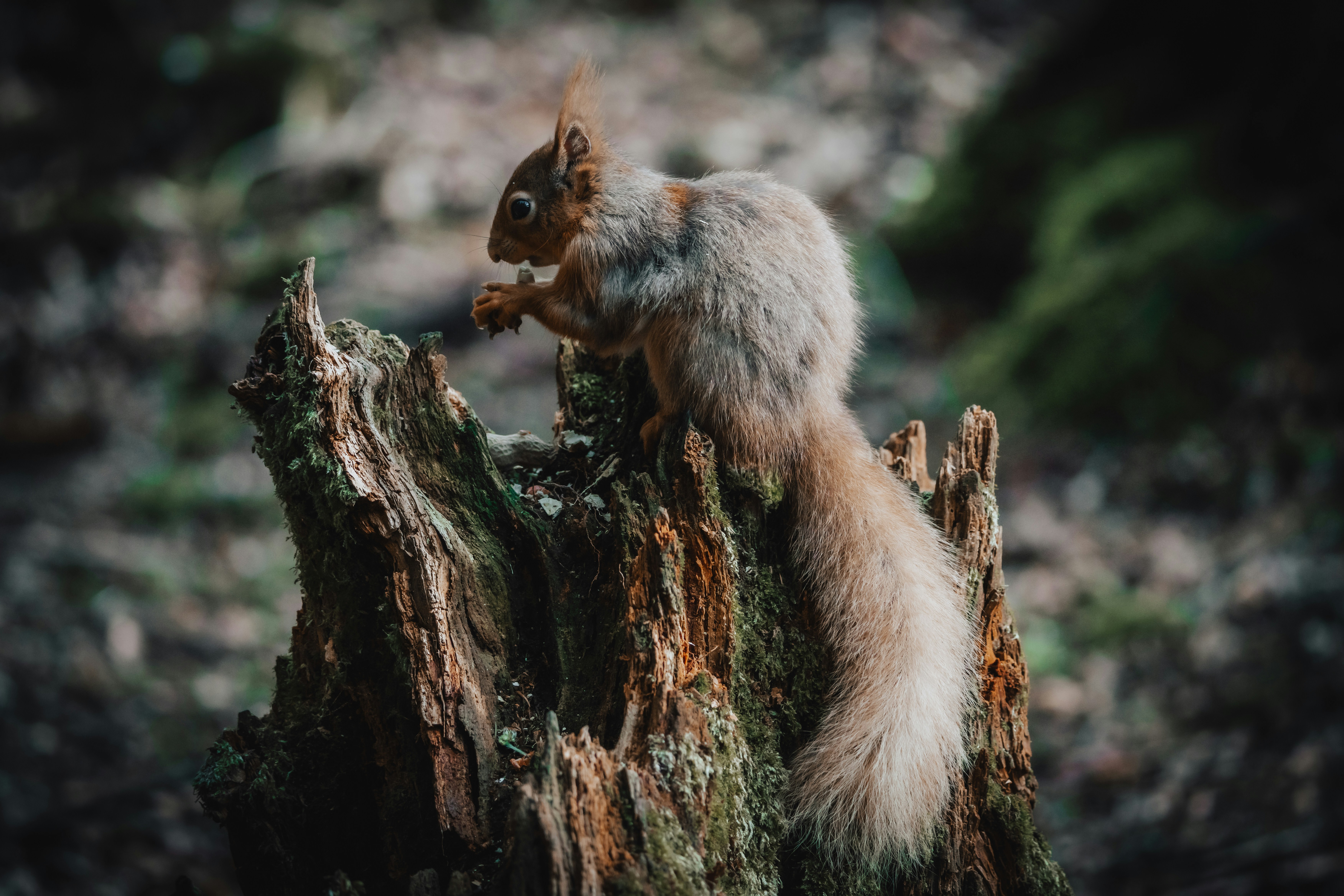 A squirrel on a tree stump photo – Free Shap wells hotel Image on Unsplash