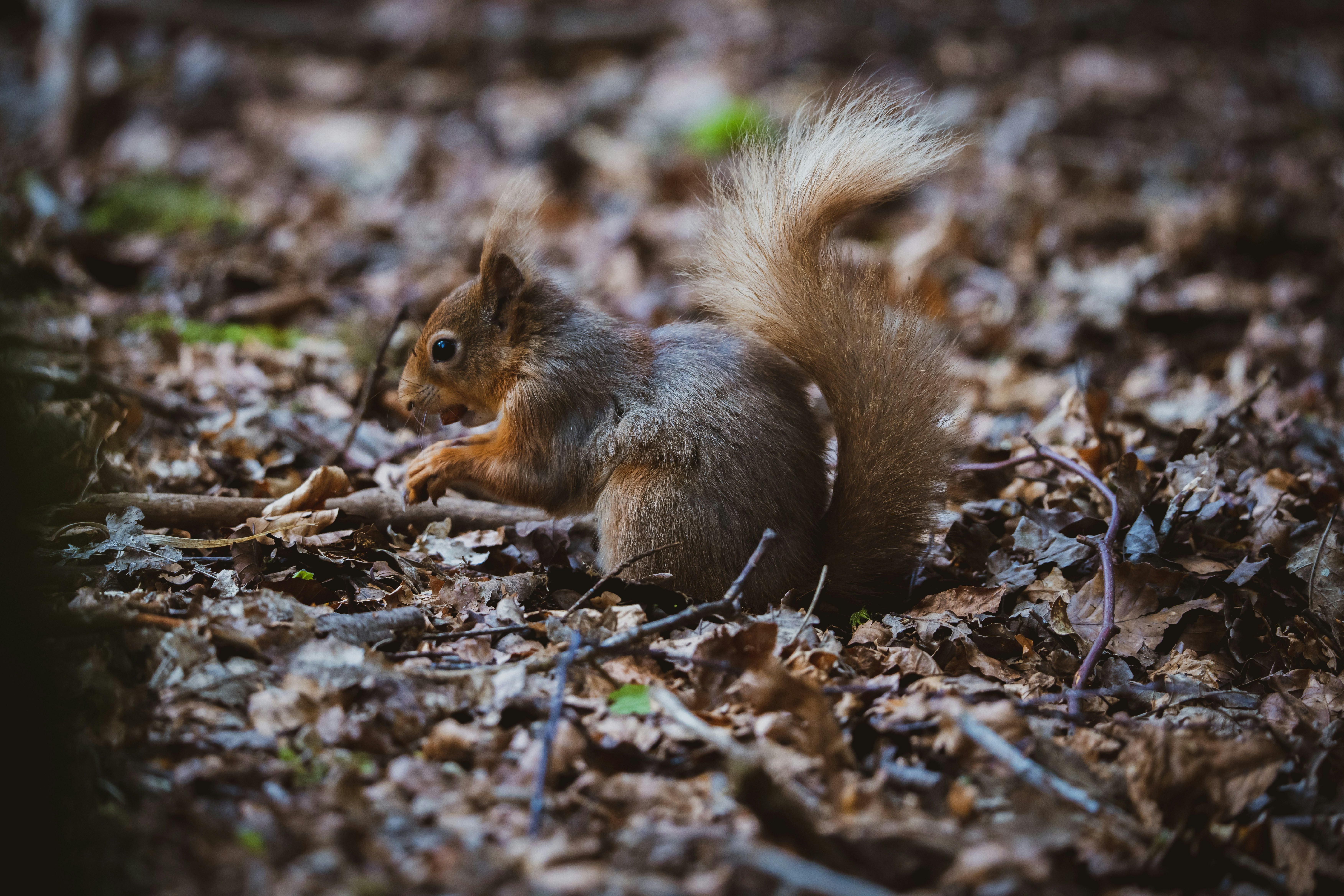 A squirrel eating a nut photo – Free Shap wells hotel Image on Unsplash