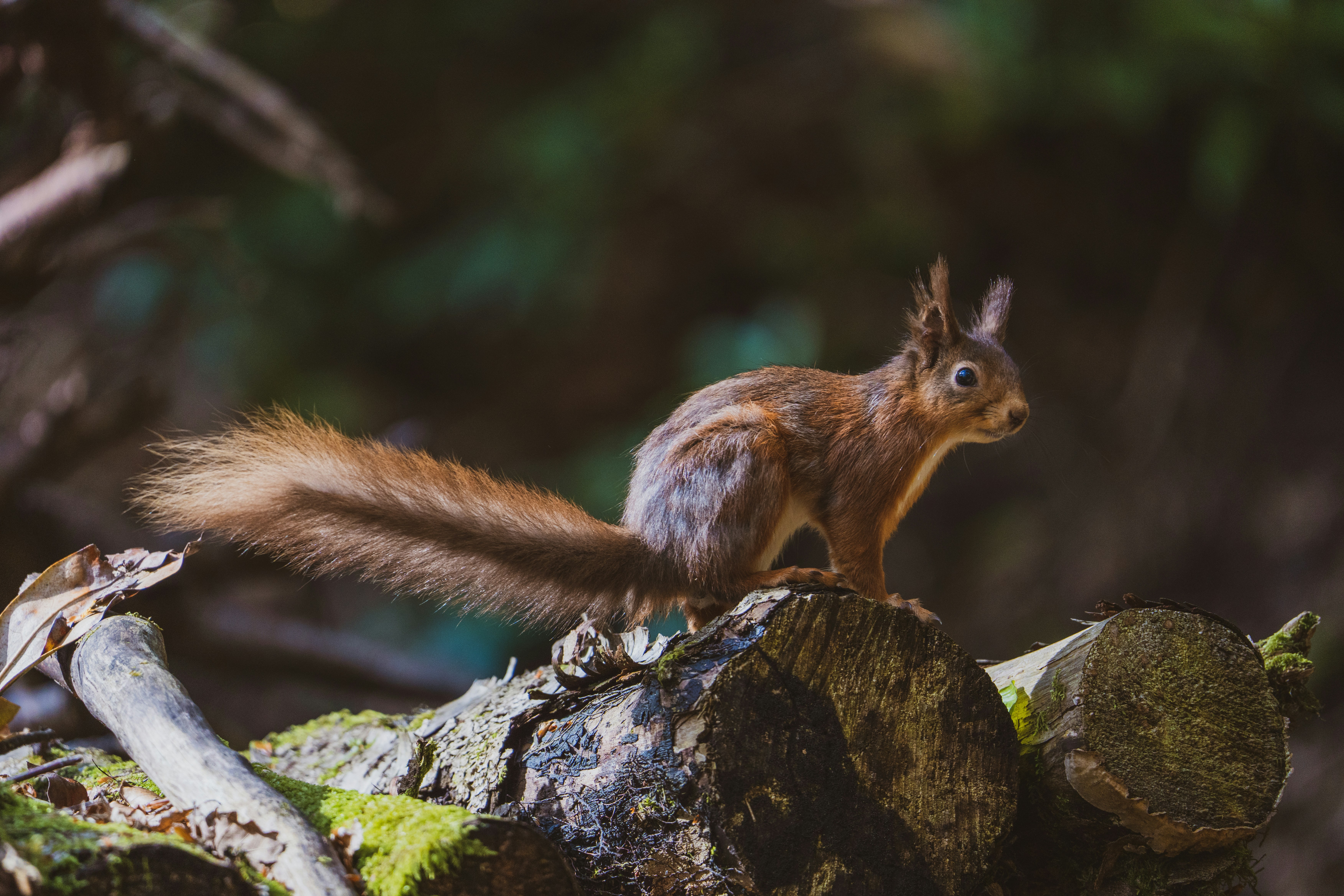 A squirrel on a rock photo – Free Shap wells hotel Image on Unsplash