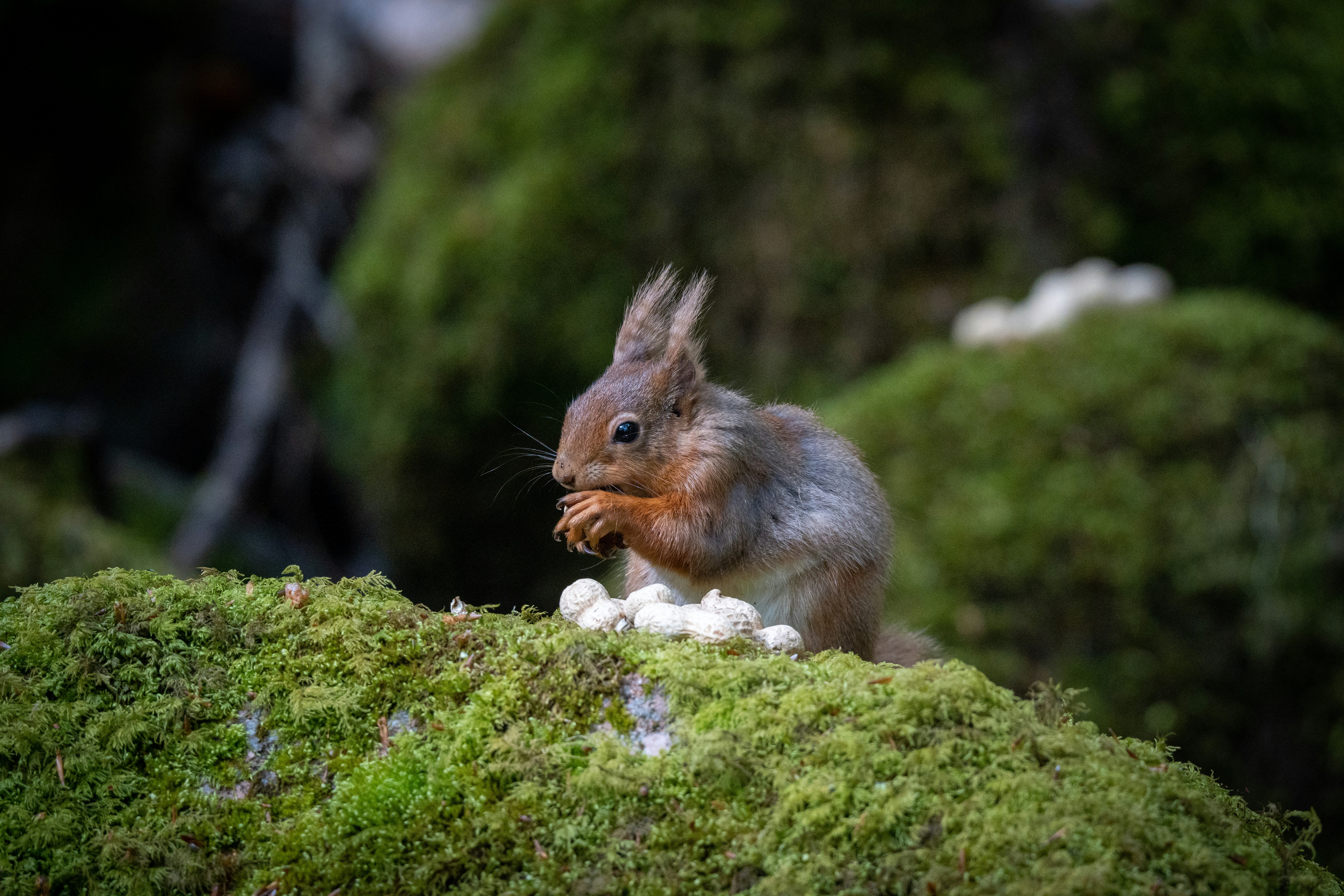 A squirrel eating a nut photo – Free Shap wells hotel Image on Unsplash