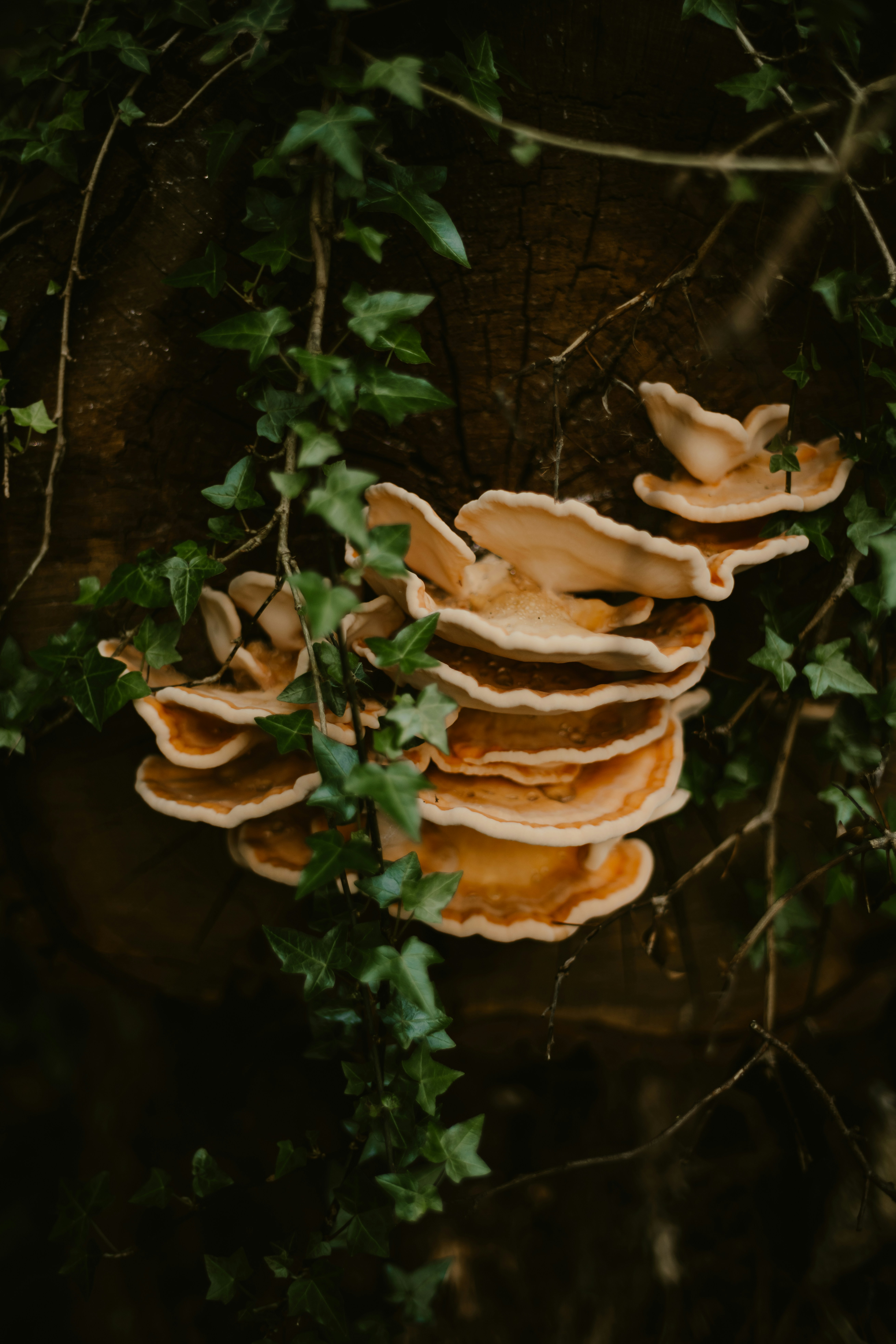Tiered Bracket Fungi Adorning a Dark Ivy-Wrapped Tree Trunk