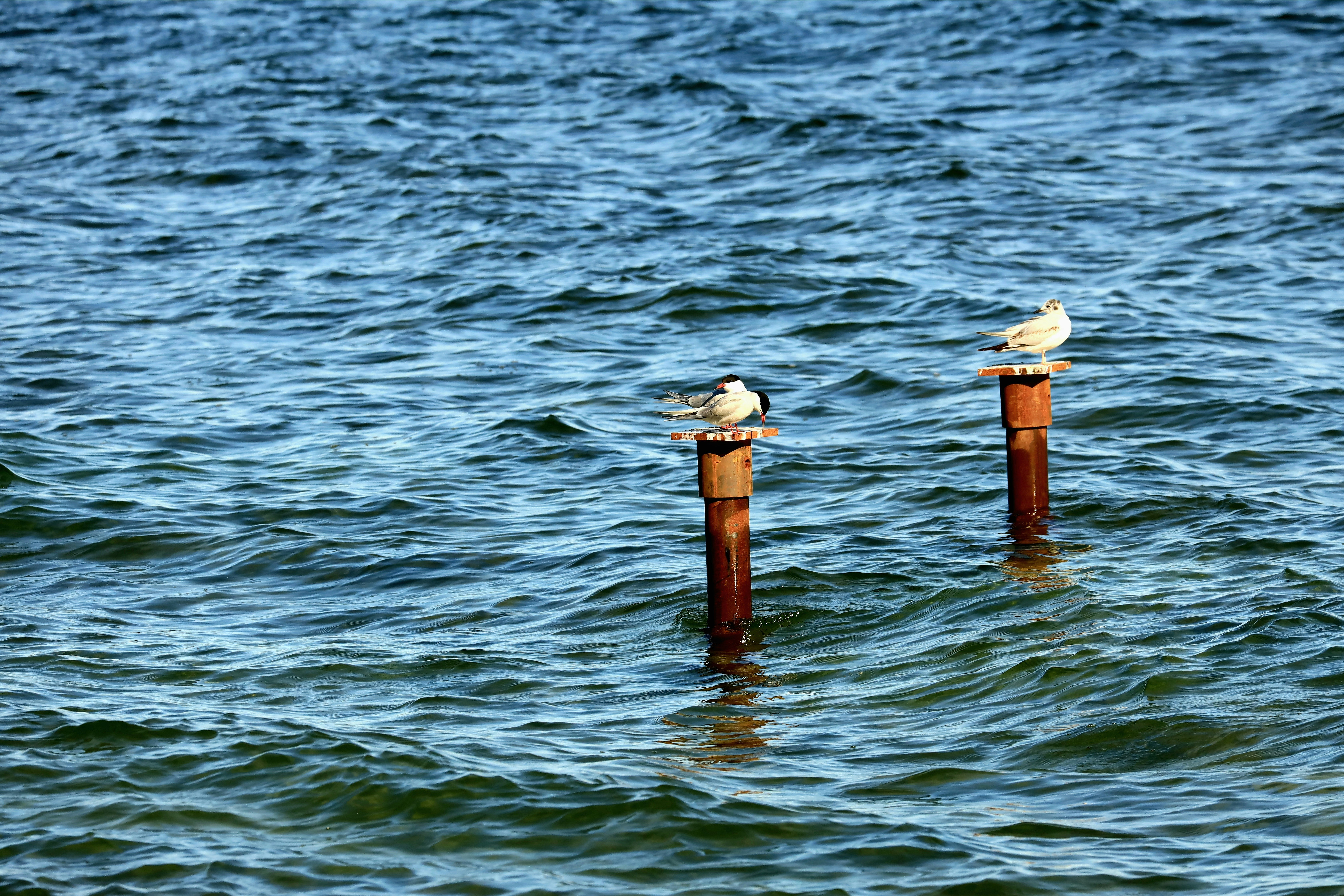 Birds on poles in water photo – Free Outdoors Image on Unsplash