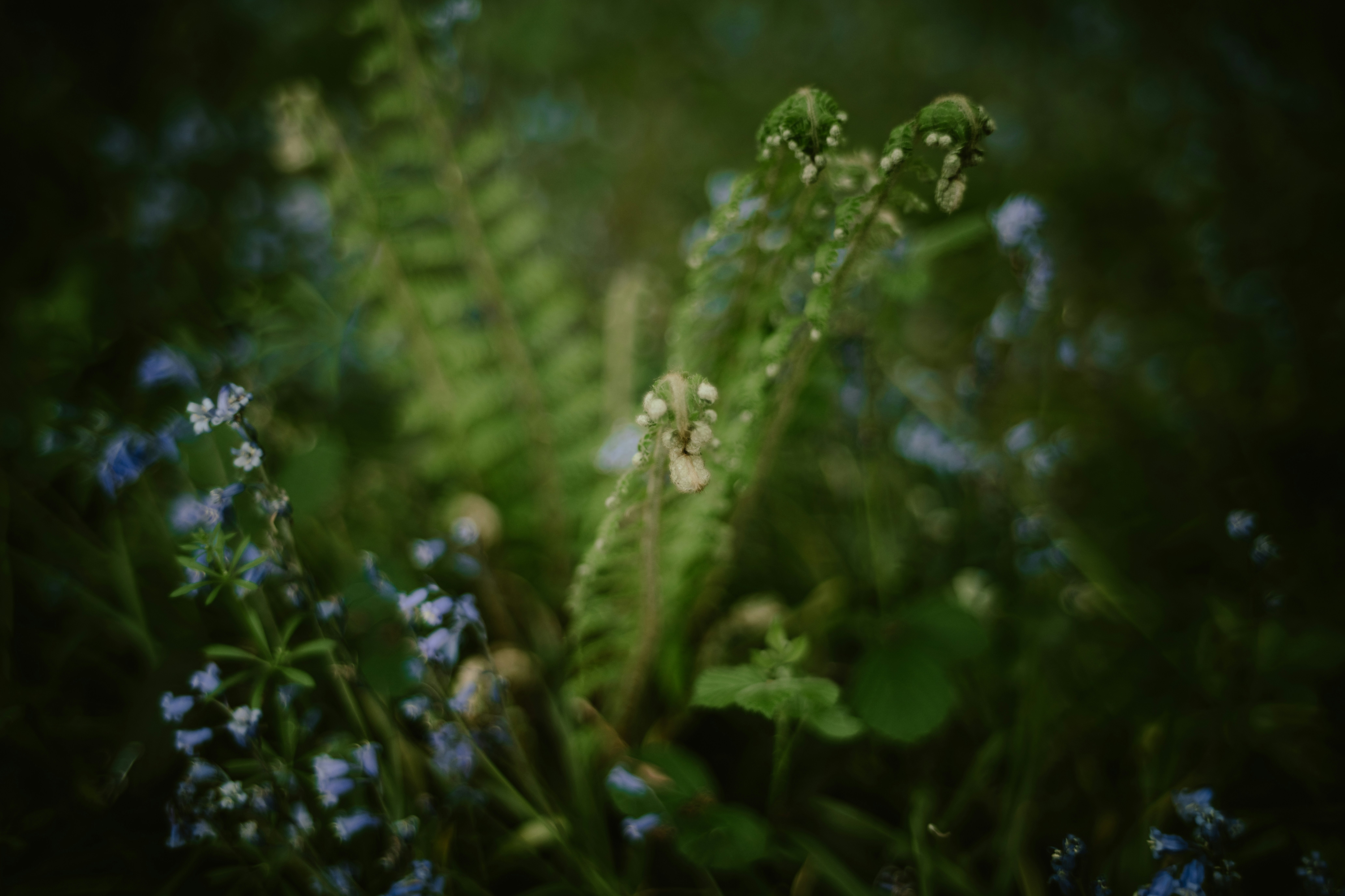 Delicate ferns and blue wildflowers intertwine in a serene forest floor composition, showcasing the beauty of natural flora.