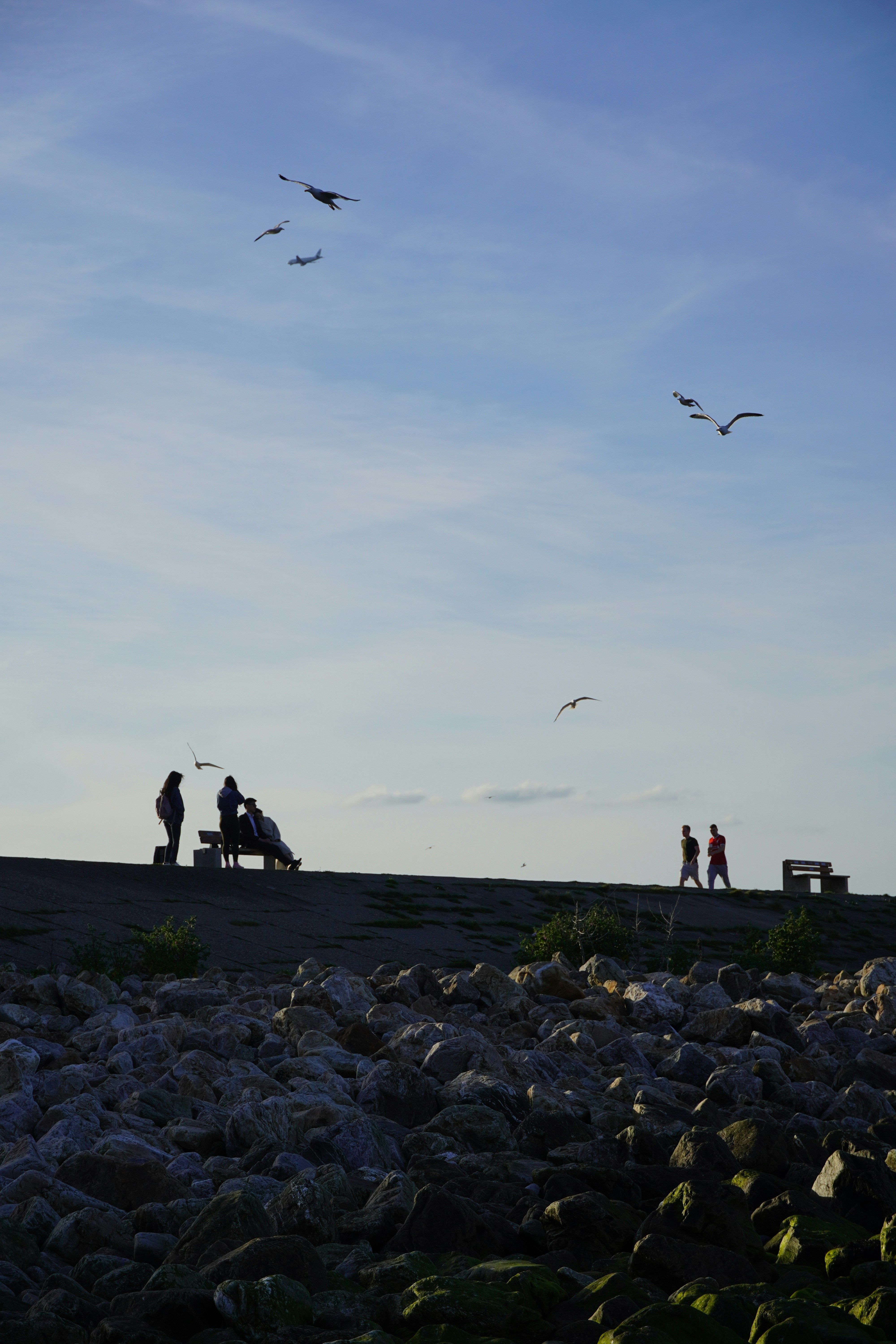 Silhouetted Gather: Seabreeze at Dusk with Seabirds in Flight