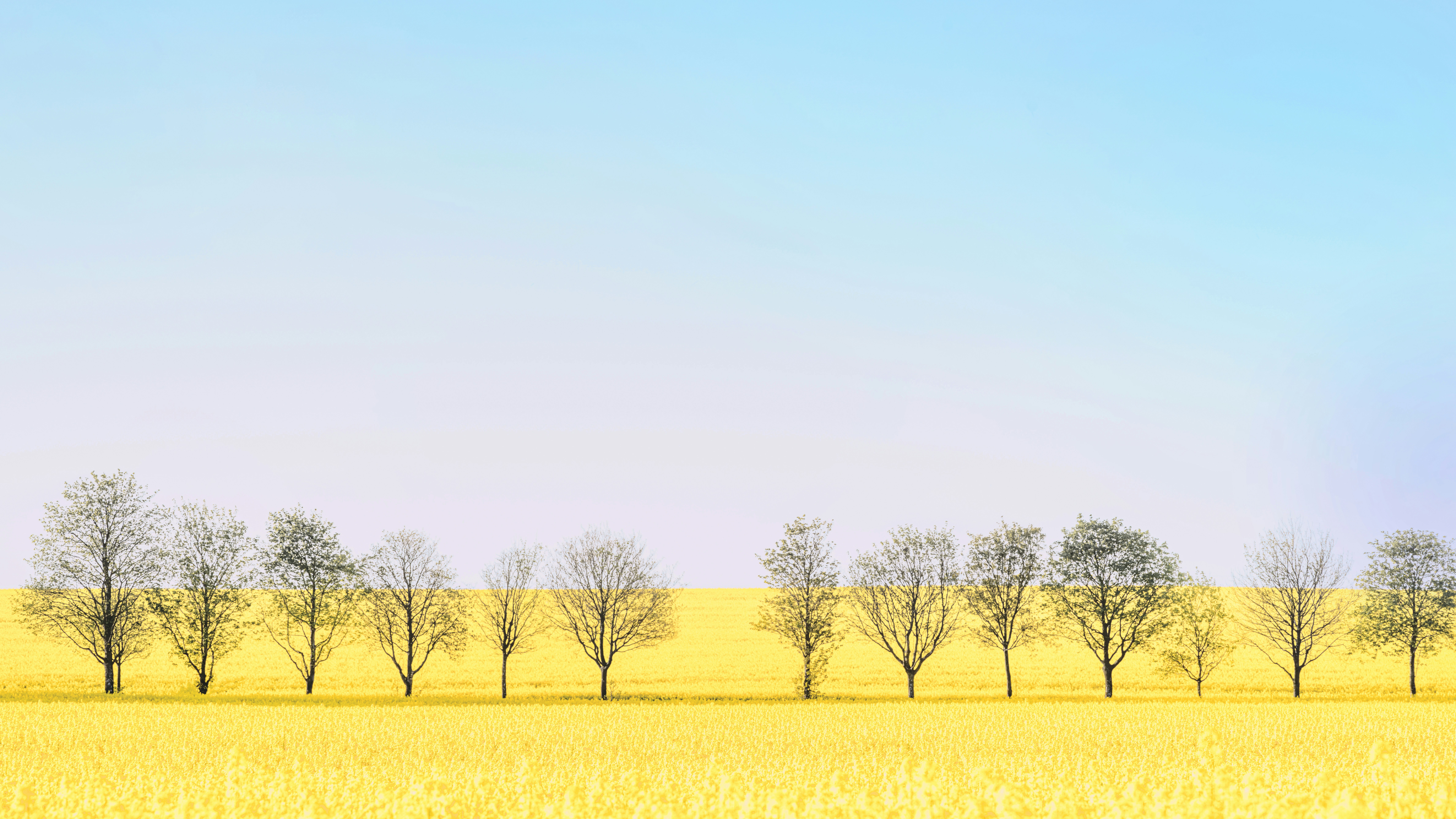 A field of trees photo – Free Germany Image on Unsplash