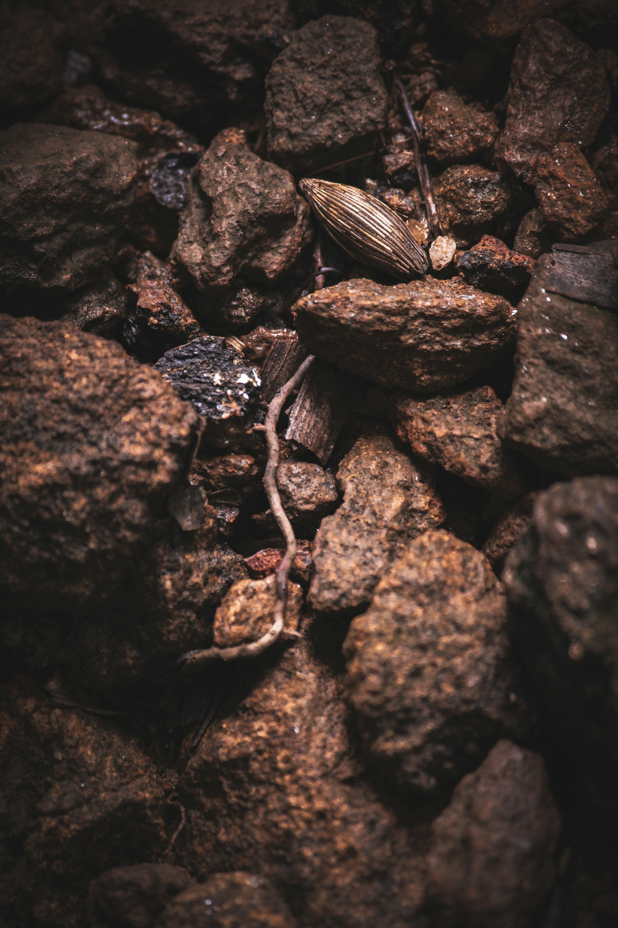 Cracked Earth and a Shell: A Quiet Moment Among Gravel and Fragments