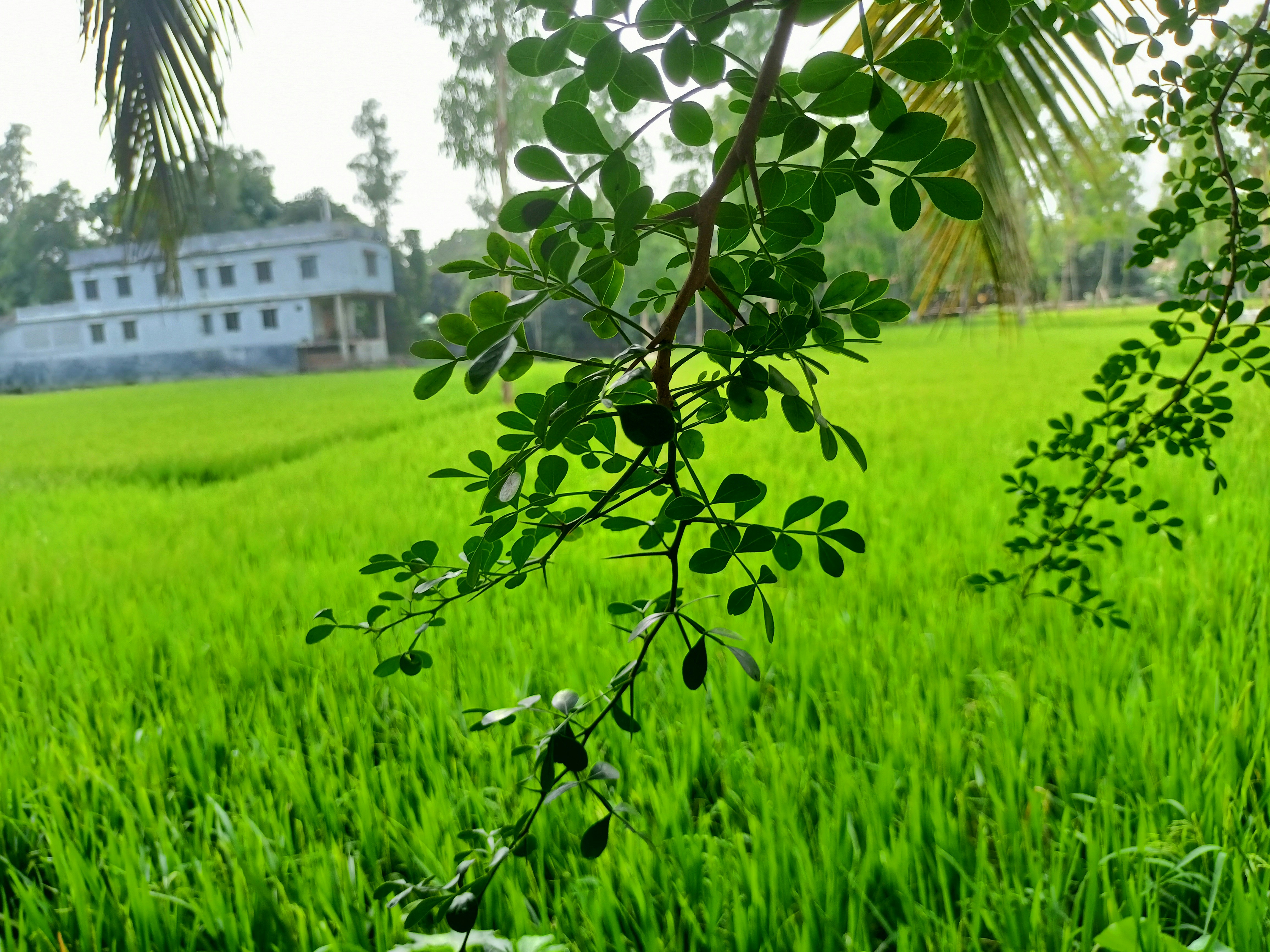 Delicate green foliage frames a vibrant rice field, with a distant building nestled within the landscape. The scene captures the harmony between nature and agriculture.