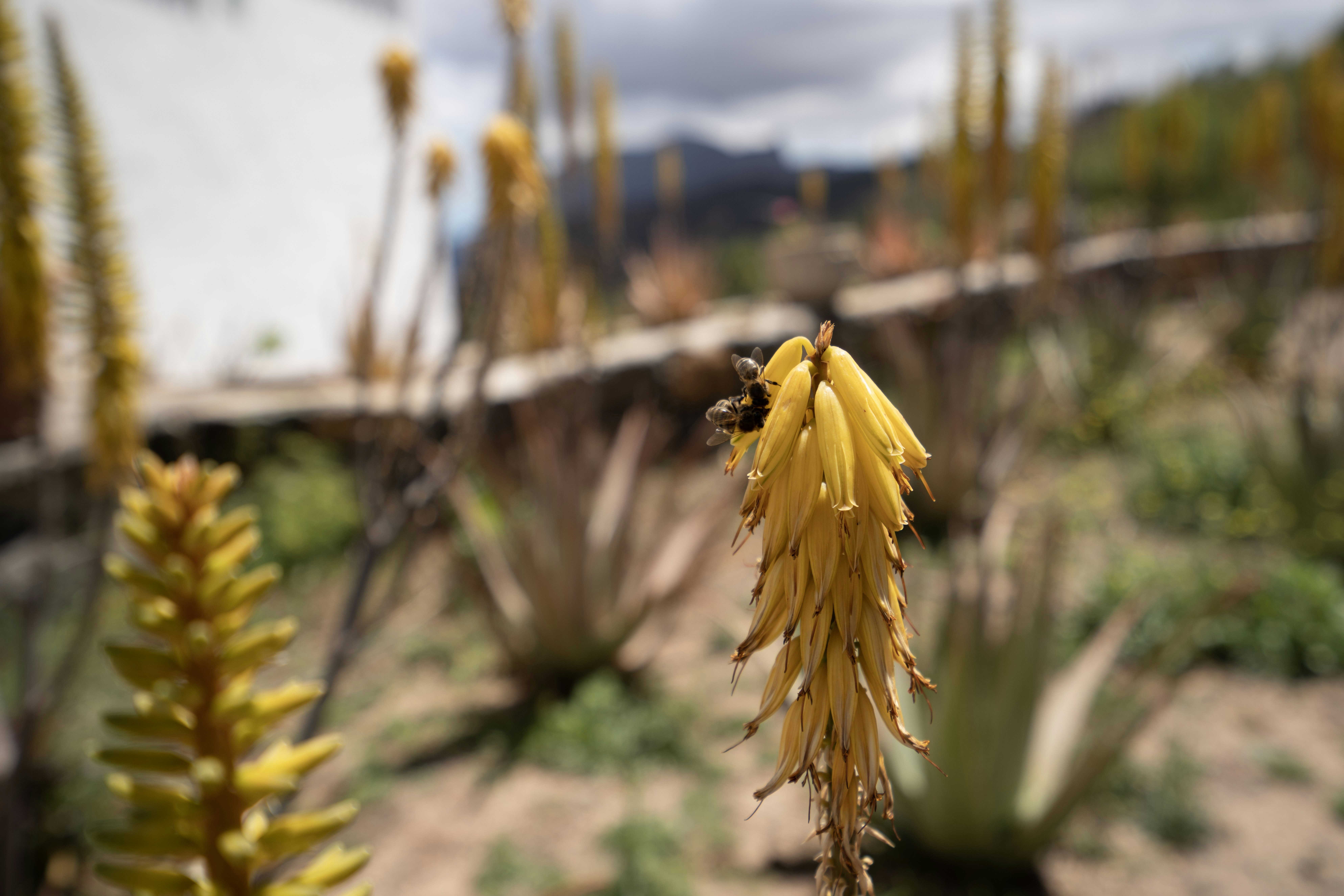 Golden Spike: A Sunlit Inflorescence Dons the Spotlight