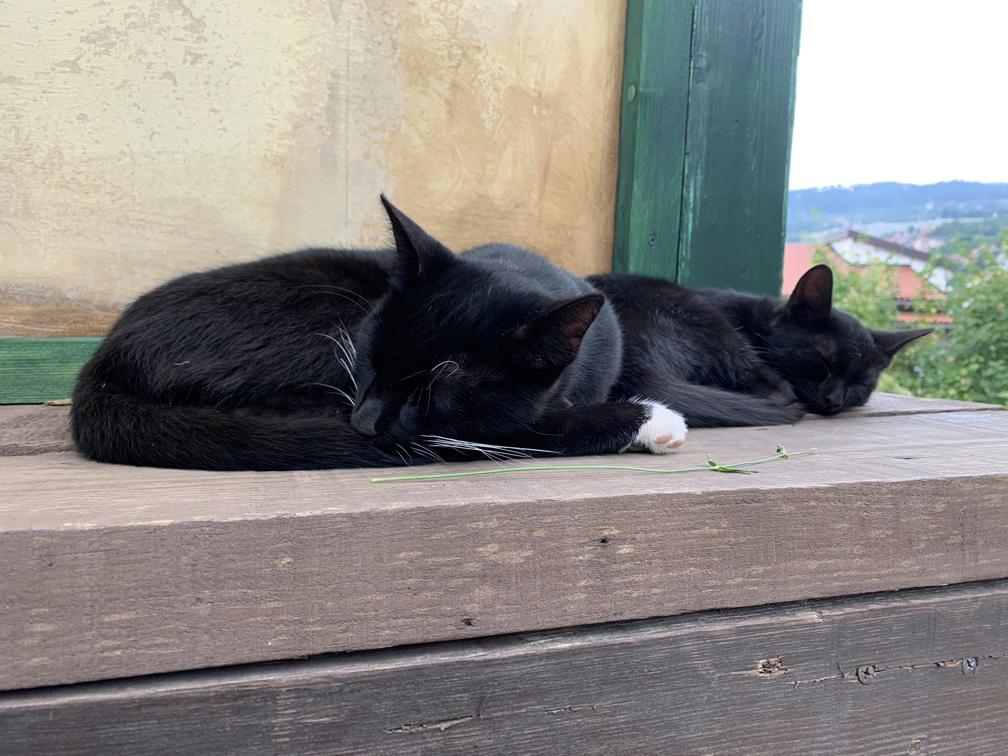 Two cats lying on a bench photo – Free Sarajevo Image on Unsplash