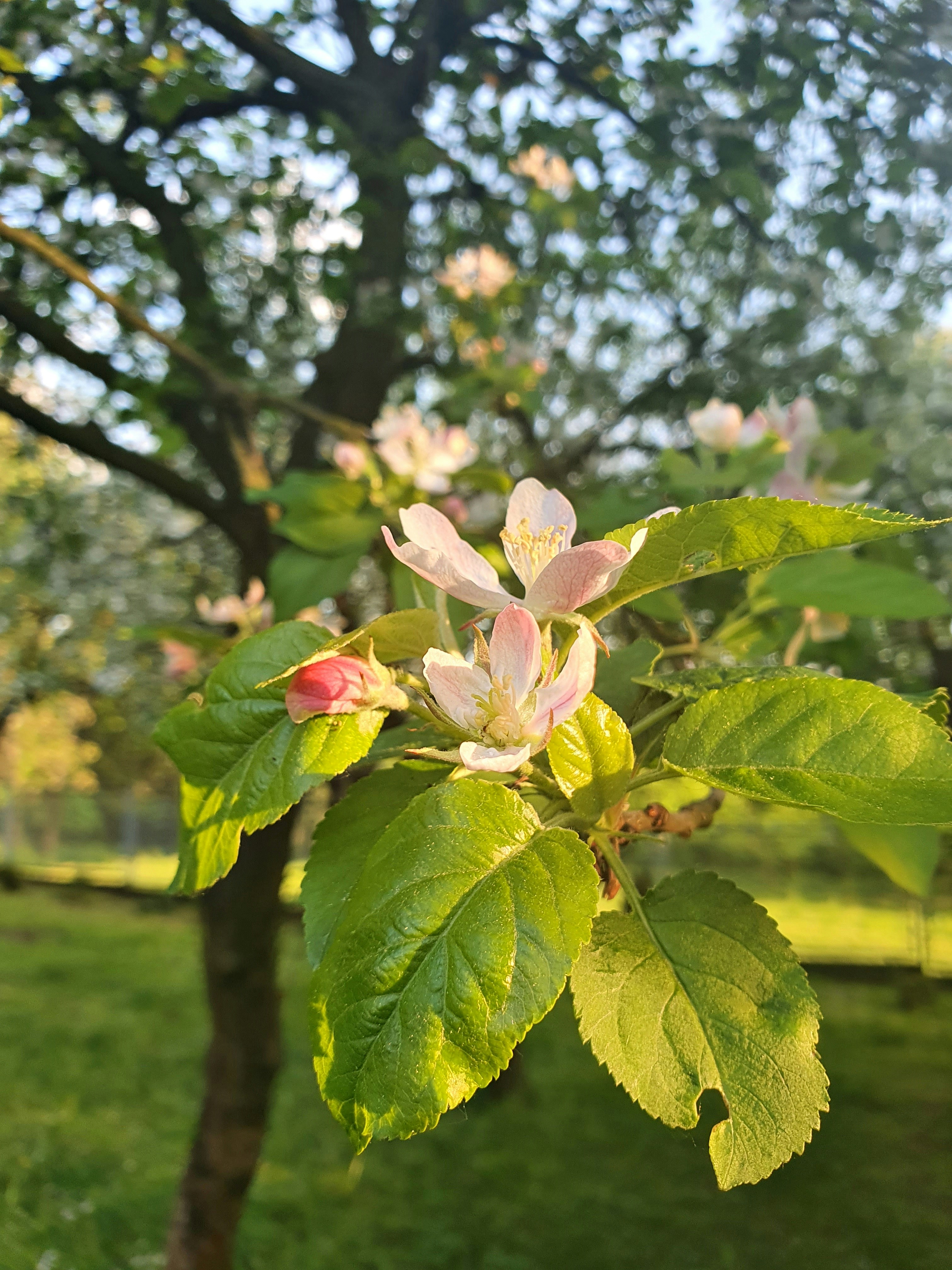 a close up of a plant with flowers on it