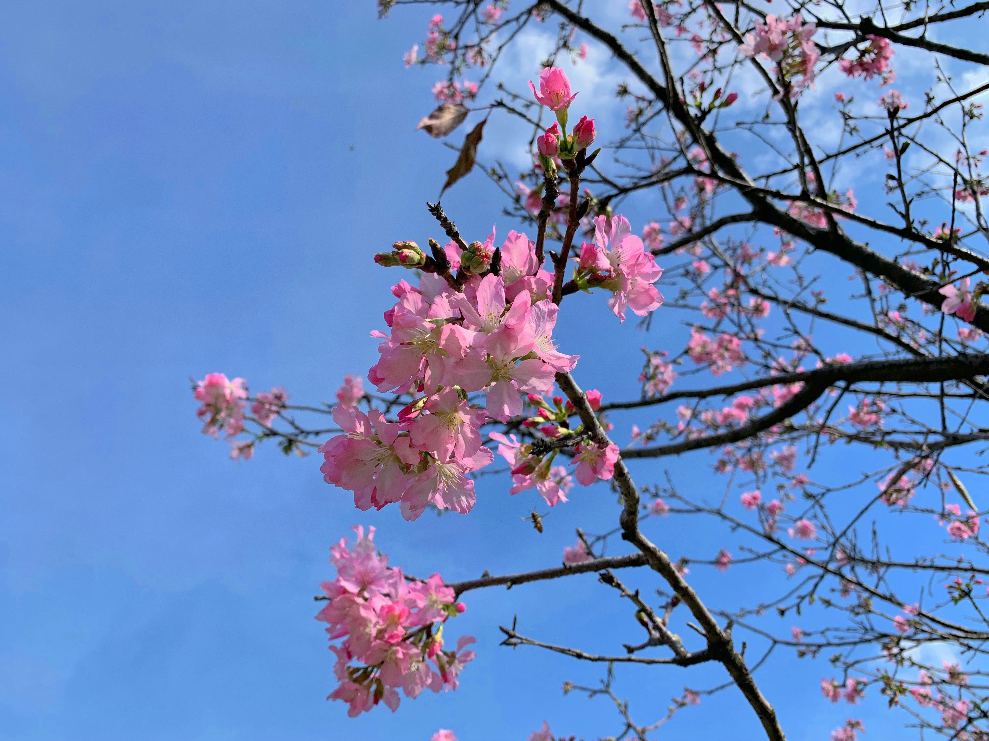 Un arbre aux fleurs roses photo – Photo Plante Gratuite sur Unsplash