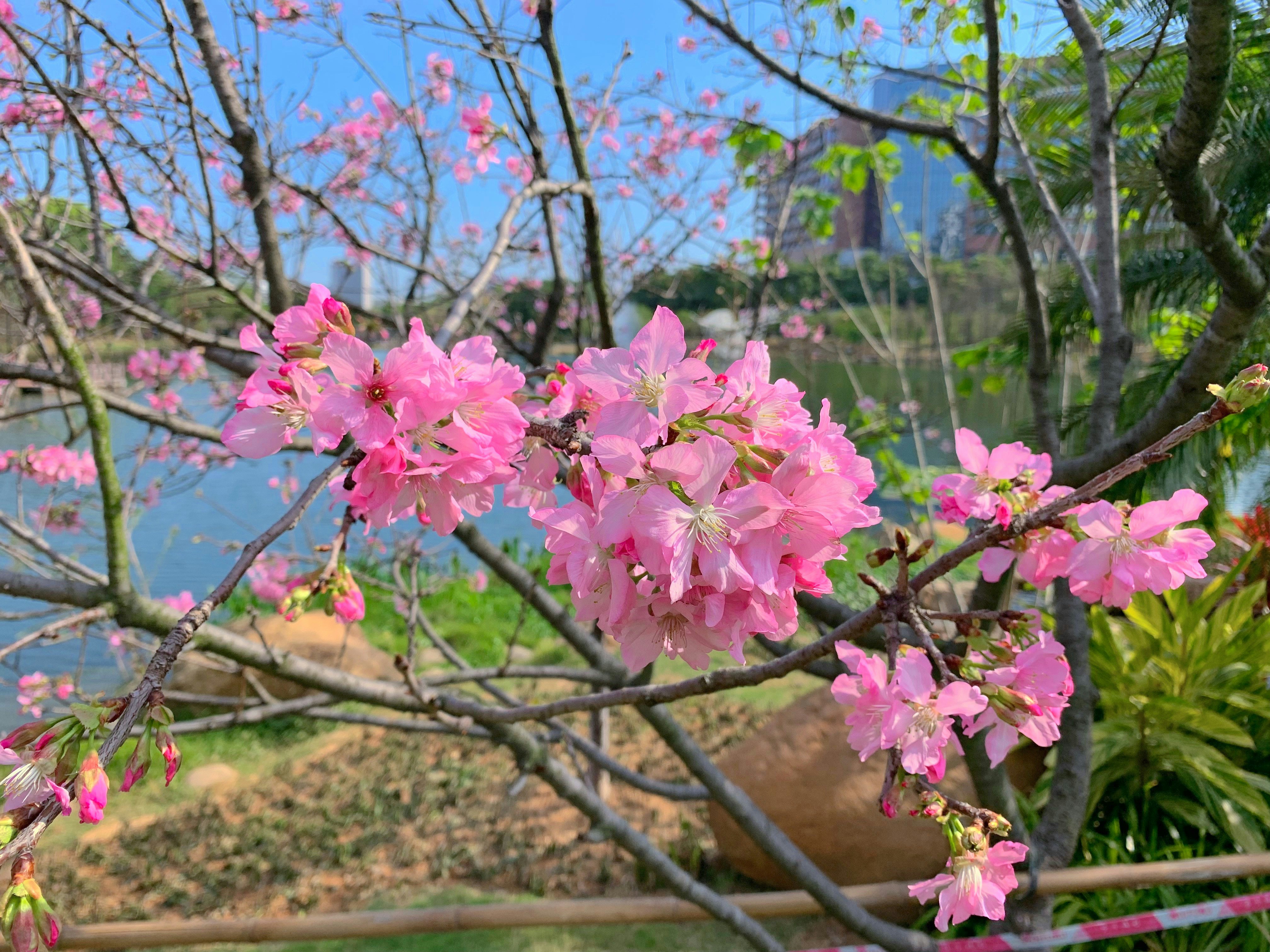 a group of pink flowers on a tree branch
