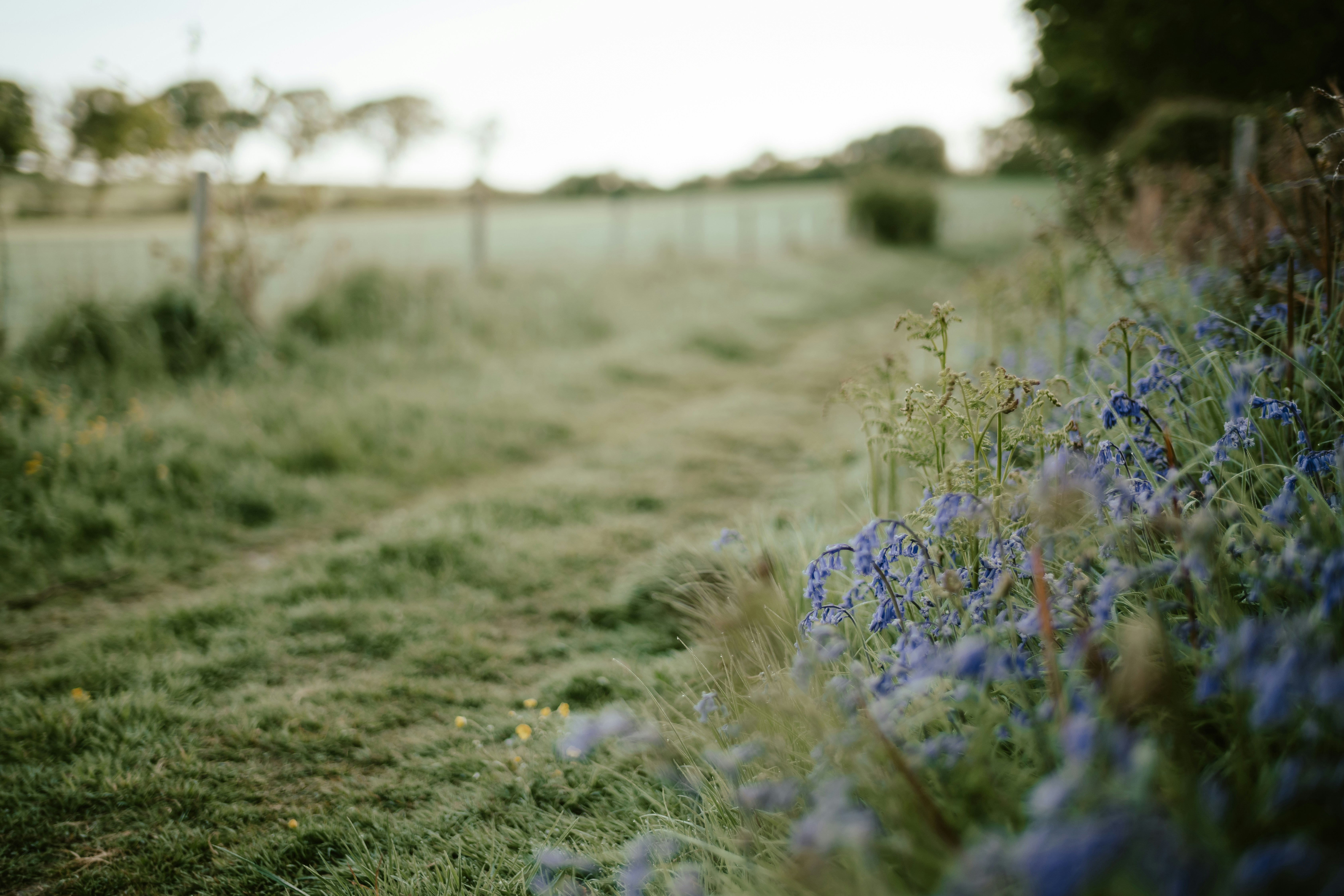 Overgrown Meadow Path Framing a Quiet Rural Scene