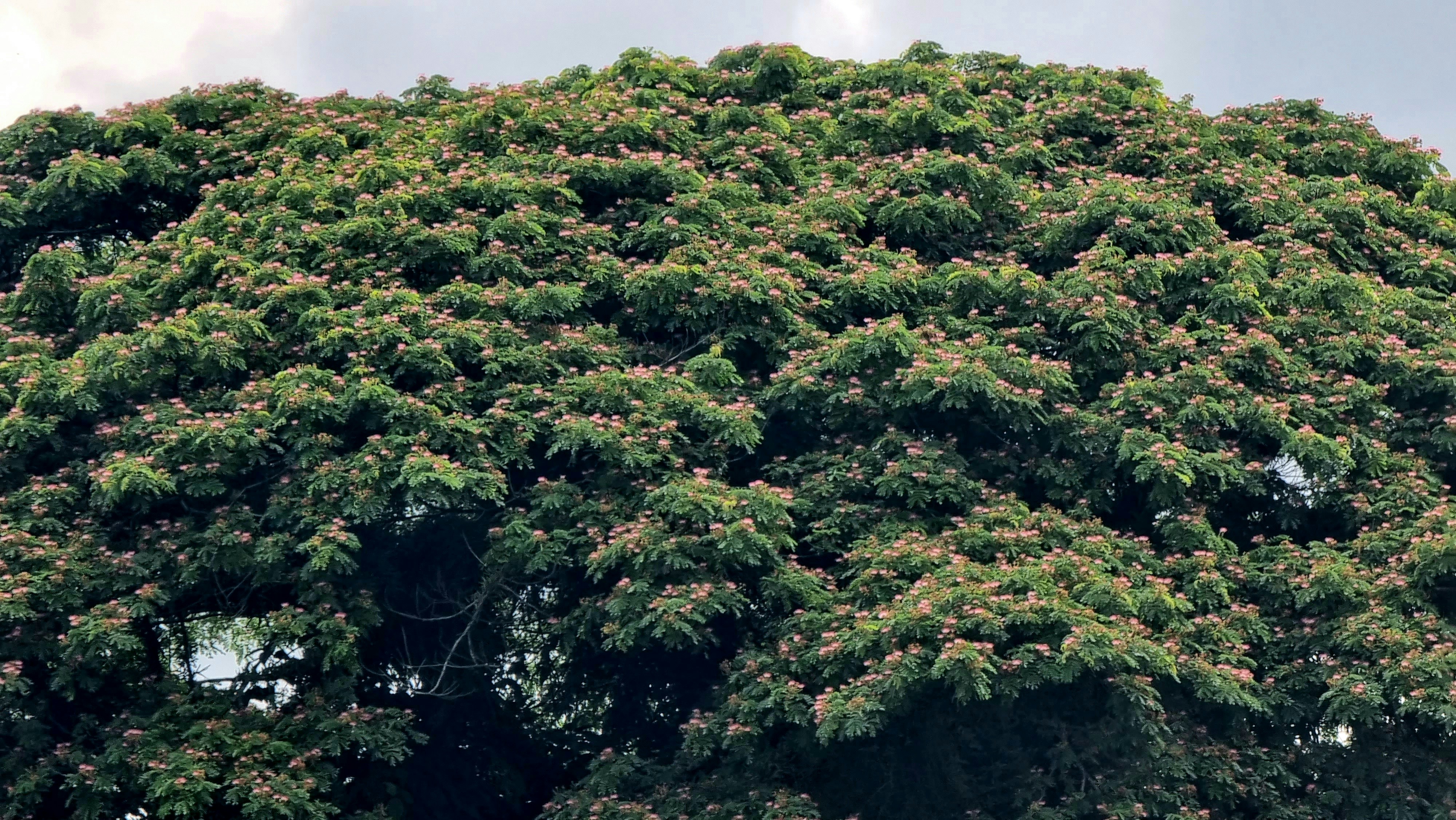 Verdant Canopy of Nature's Majesty