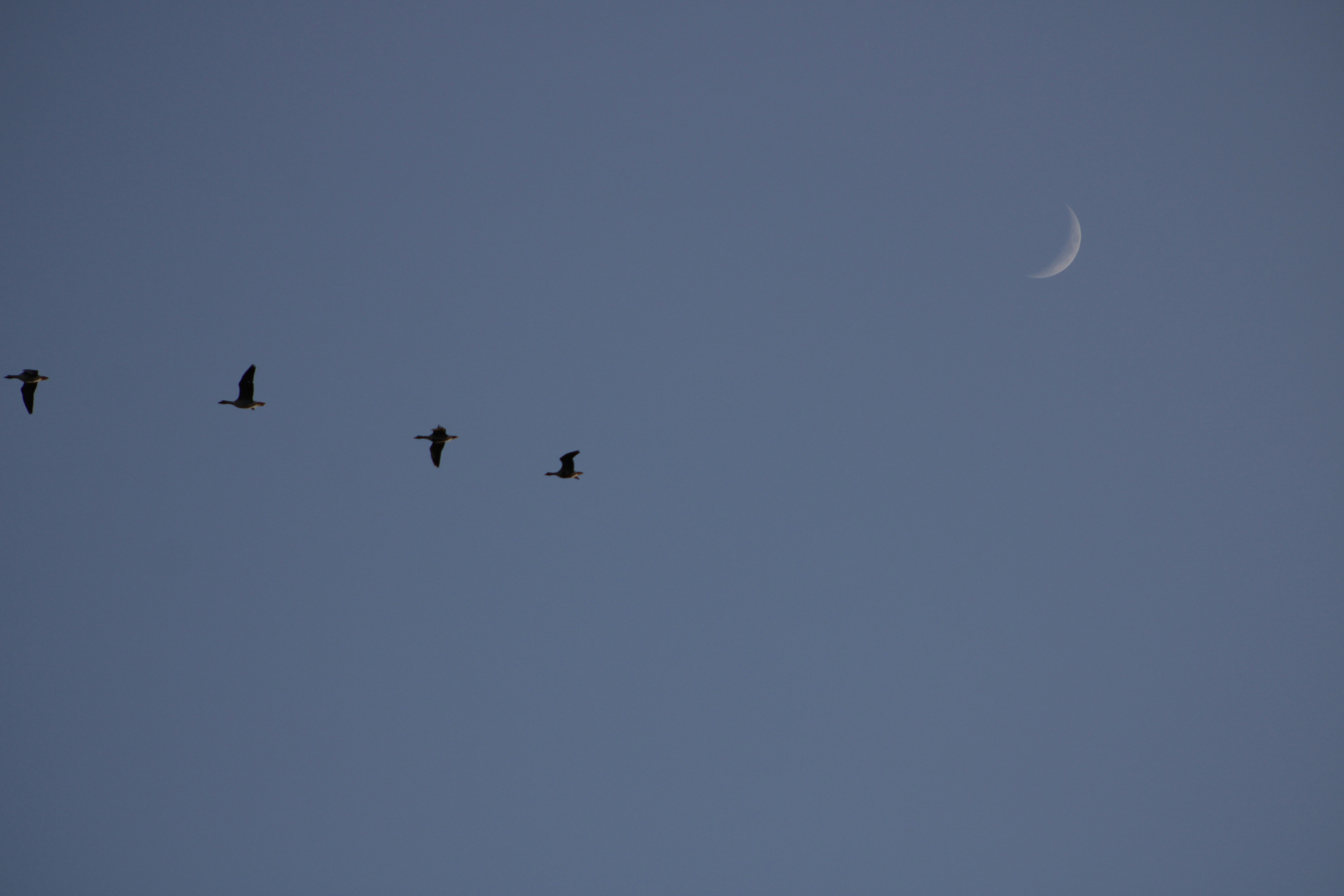 V-Formation Silhouette Under a Crescent Moon