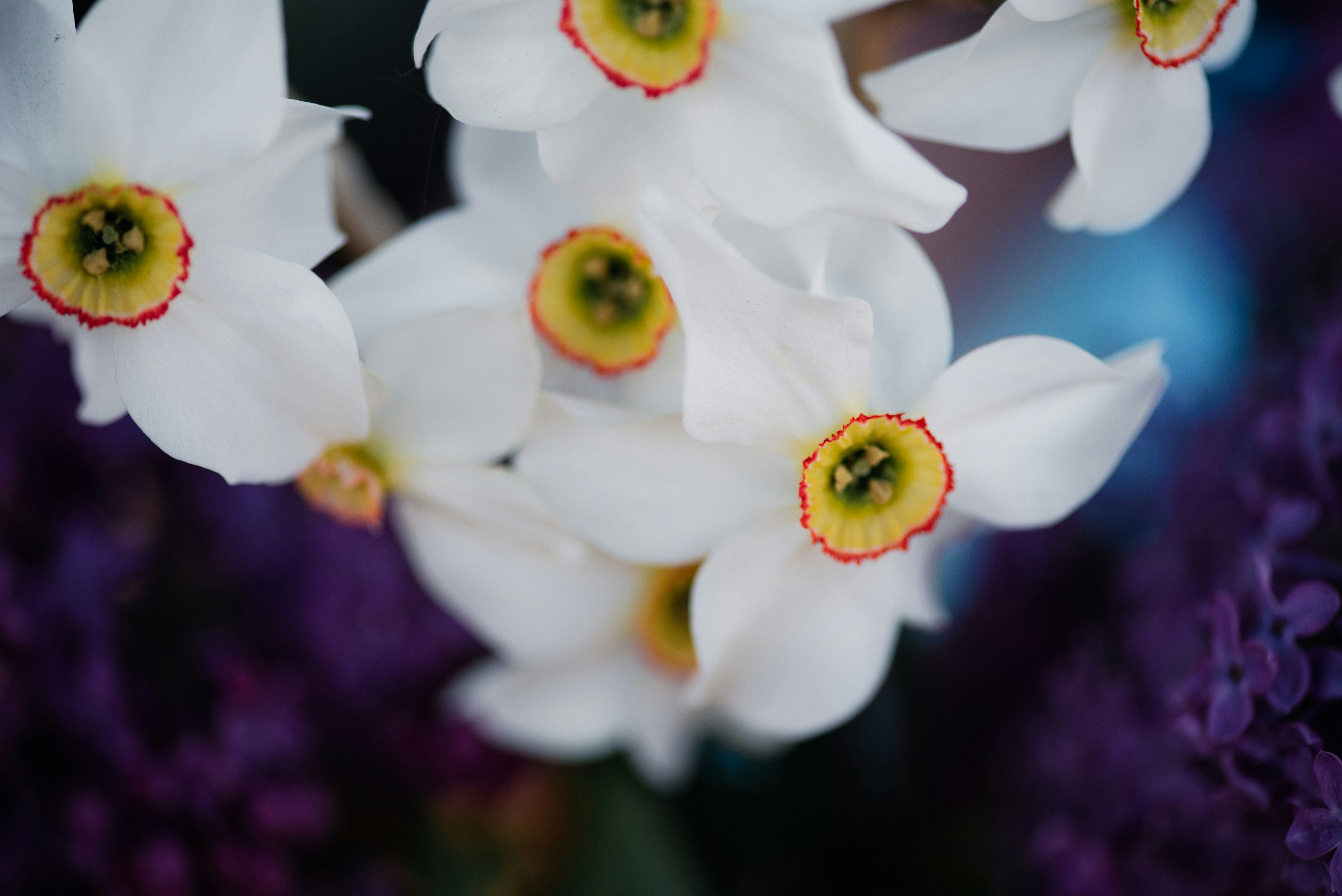 Petal Choir: White blooms with citrus eyes against a violet hush