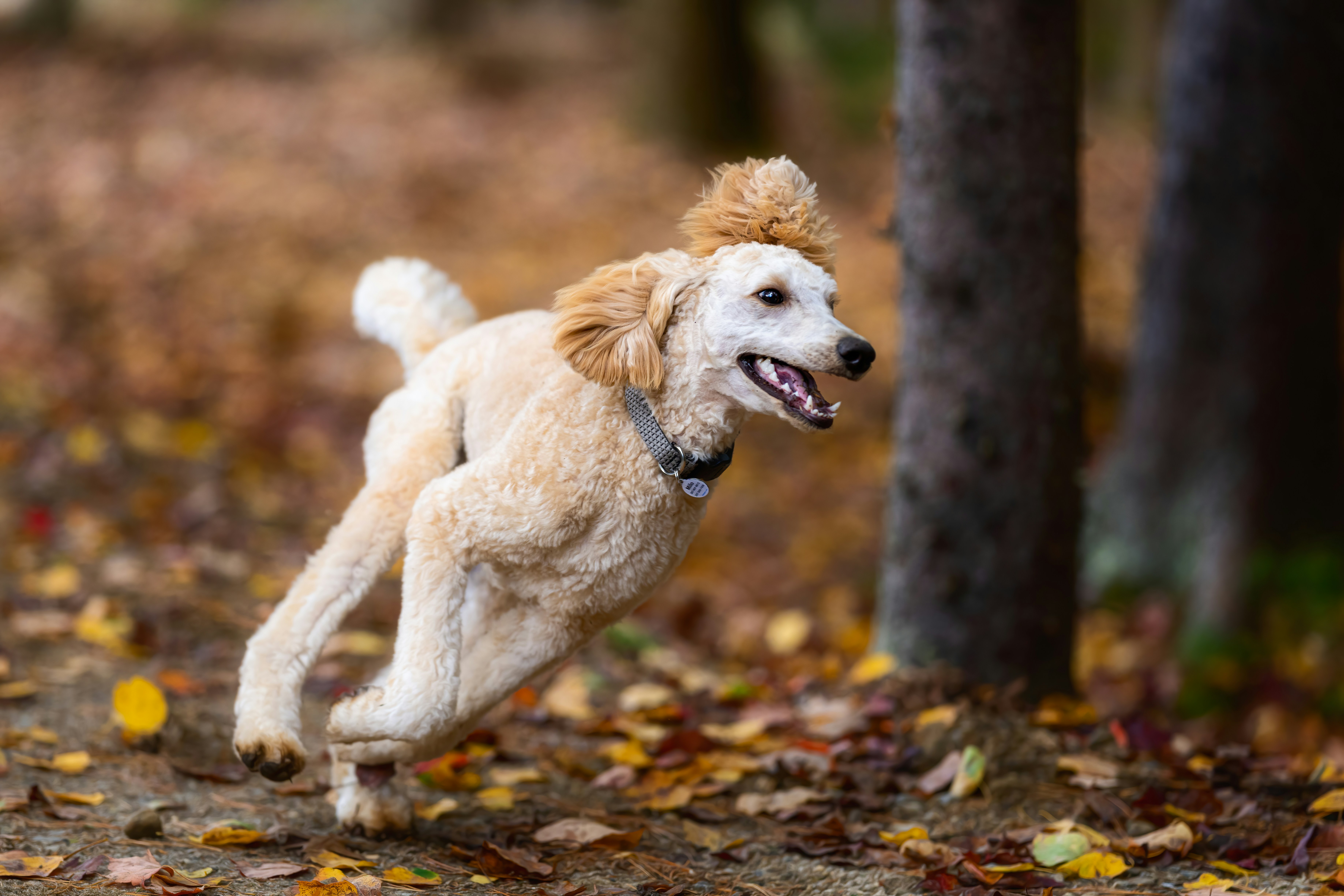 Tan Coursing: A Beaming Poodle Mix Flees Through Fall Leaves