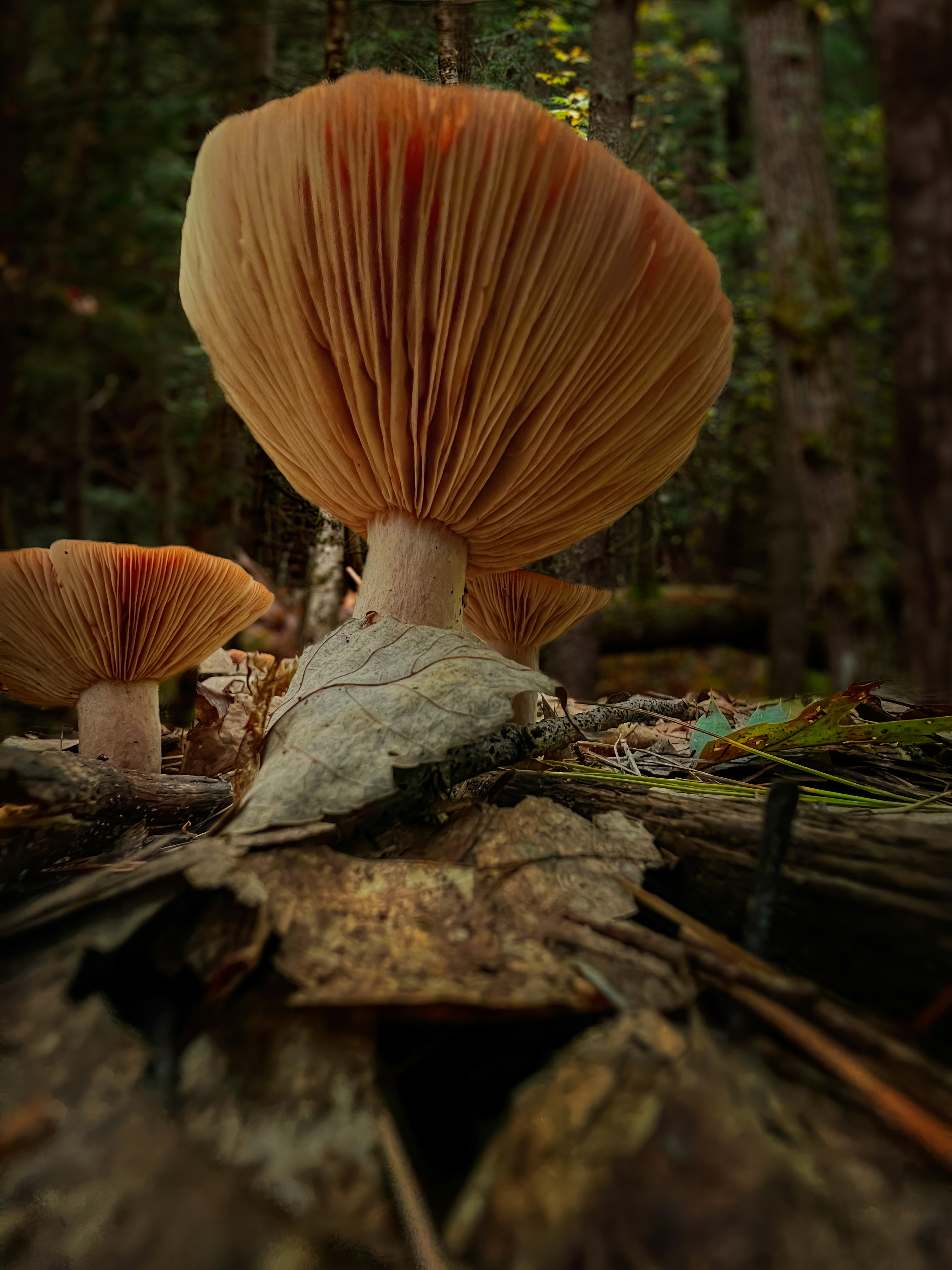 Saffron-Capped Giants: a forest-floor macro portrait