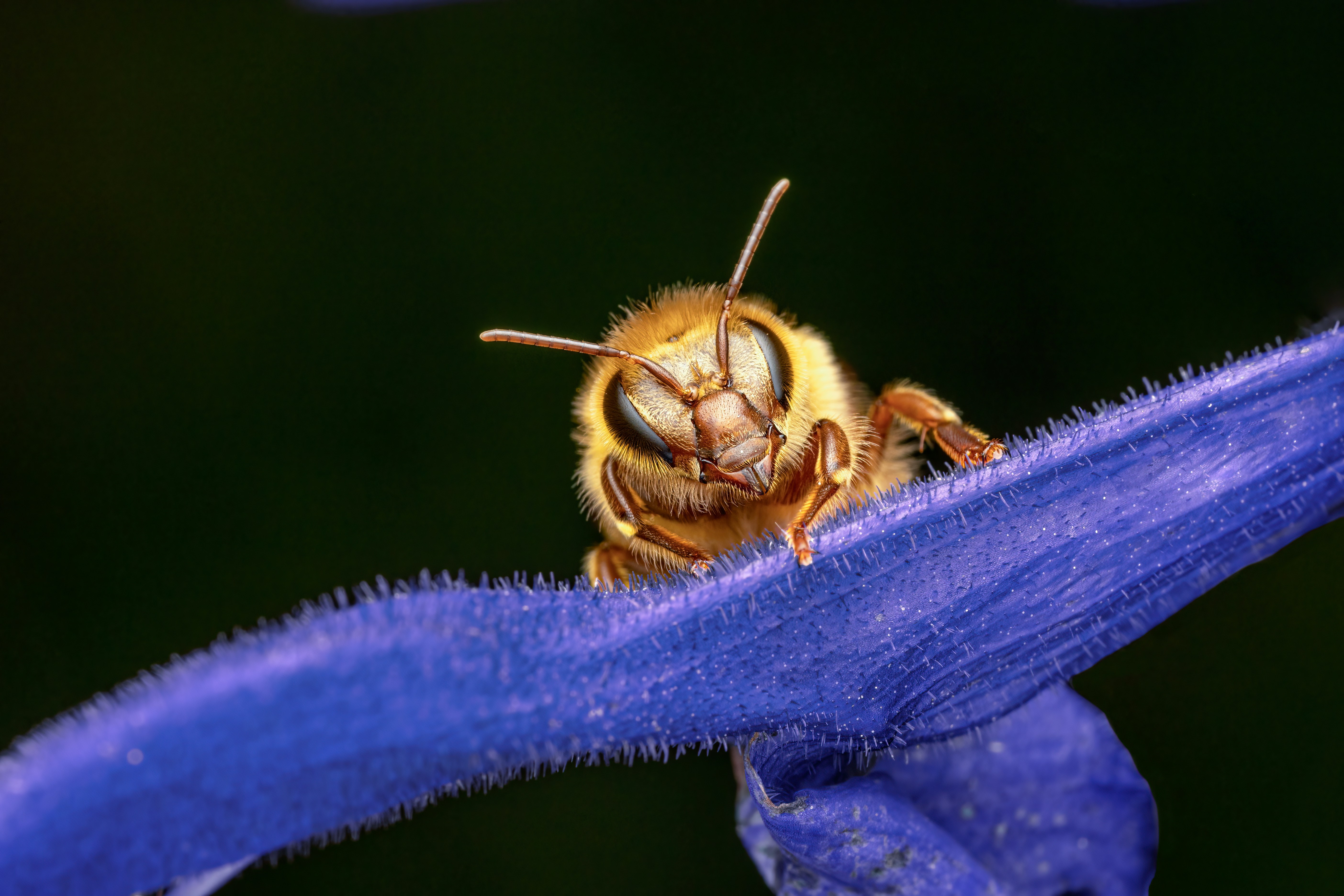 a bee on a purple flower