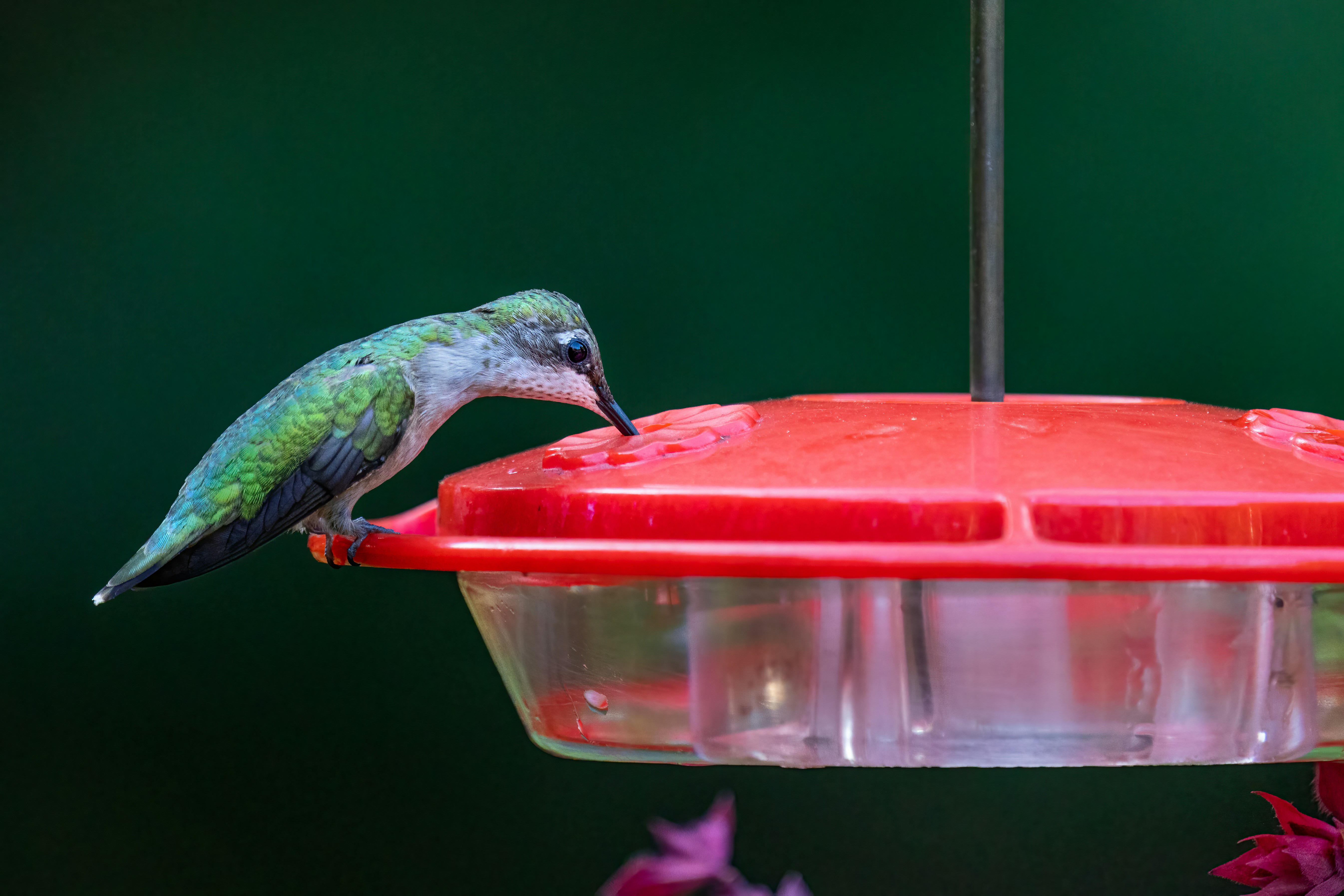 Emerald Dancer at the Crimson Feeder