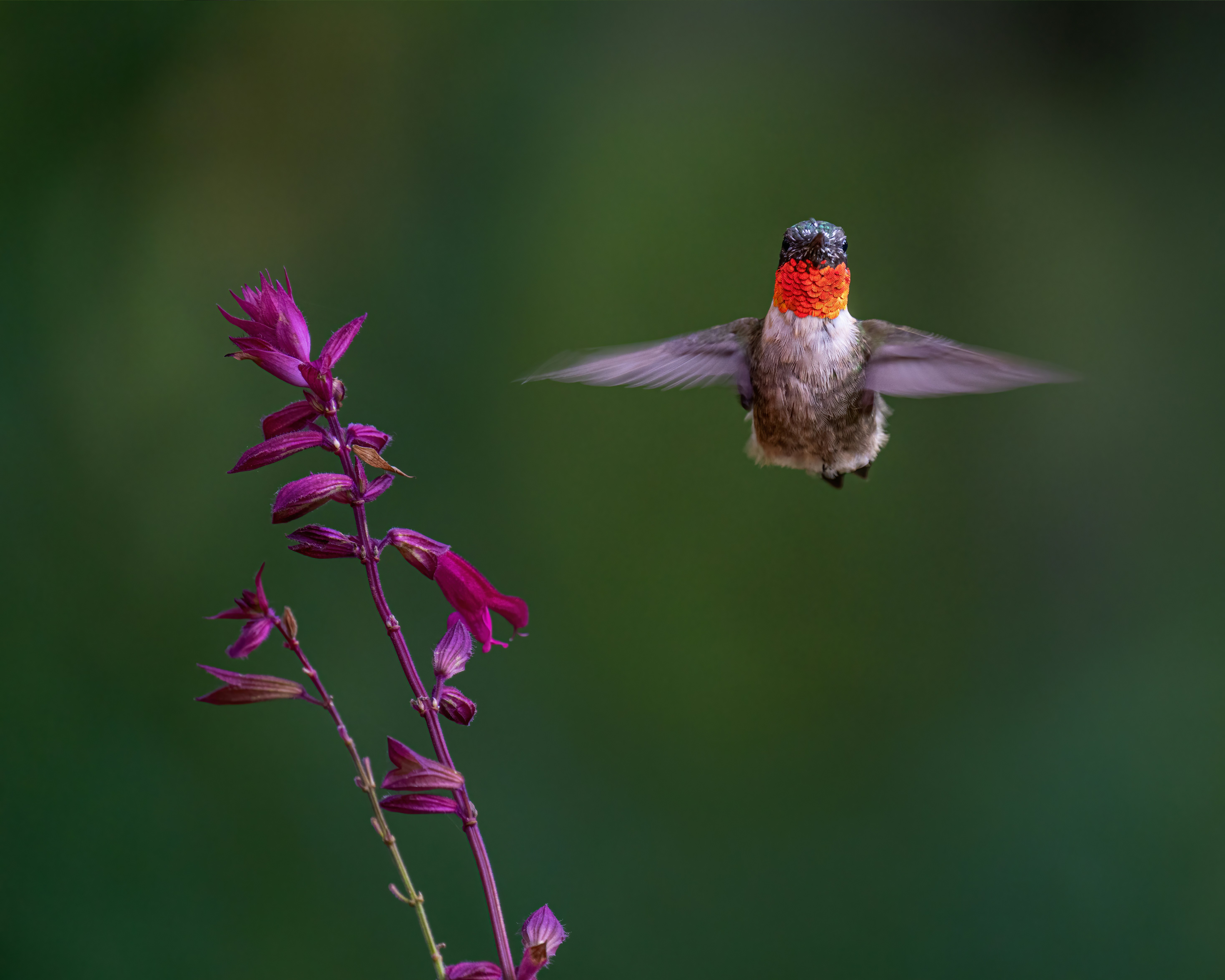 Hovering jewel: ruby-throated hummingbird near a magenta bloom