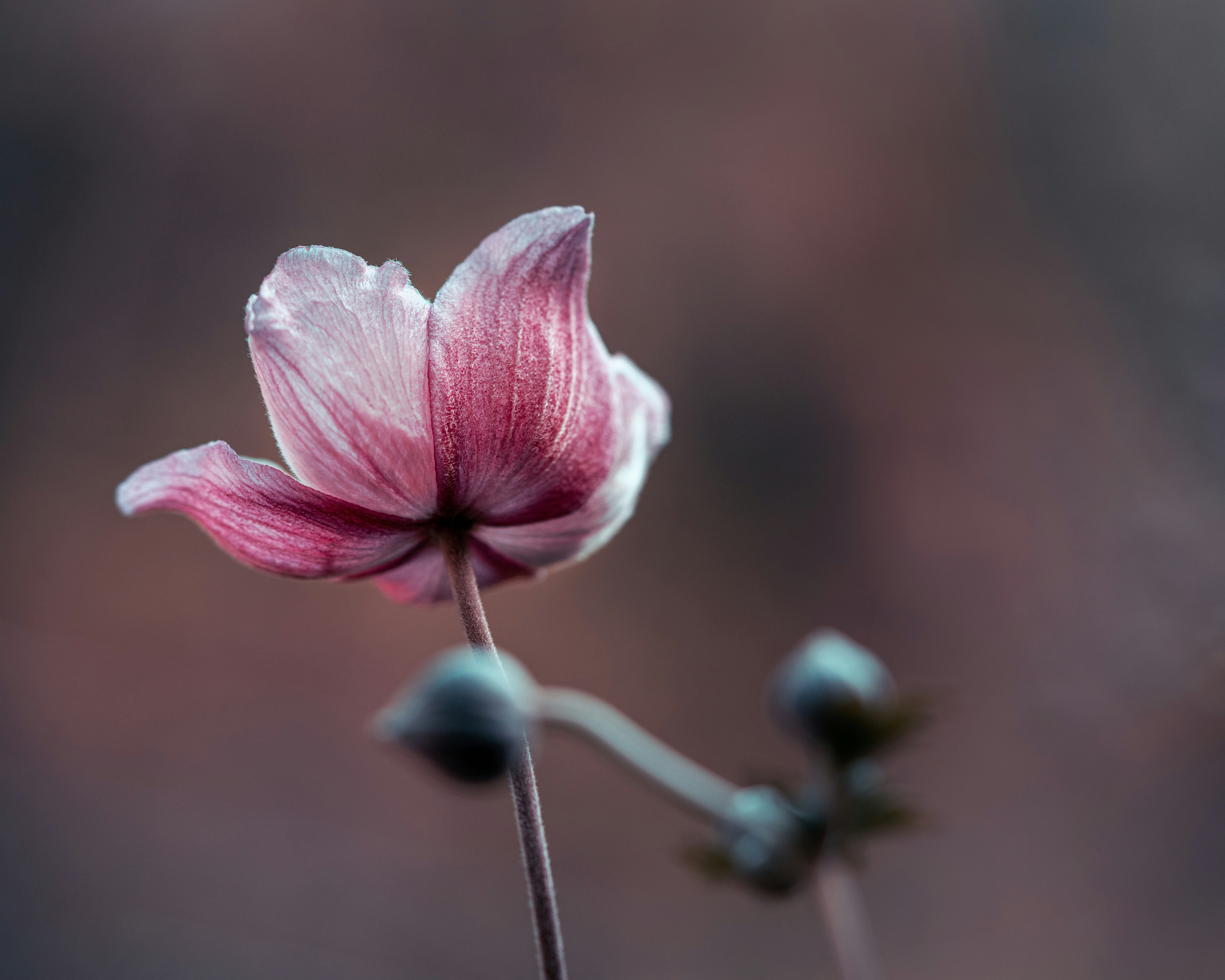 Pink Petal in Focus: A Delicate Bloom Against a Blur of Autumn Tones