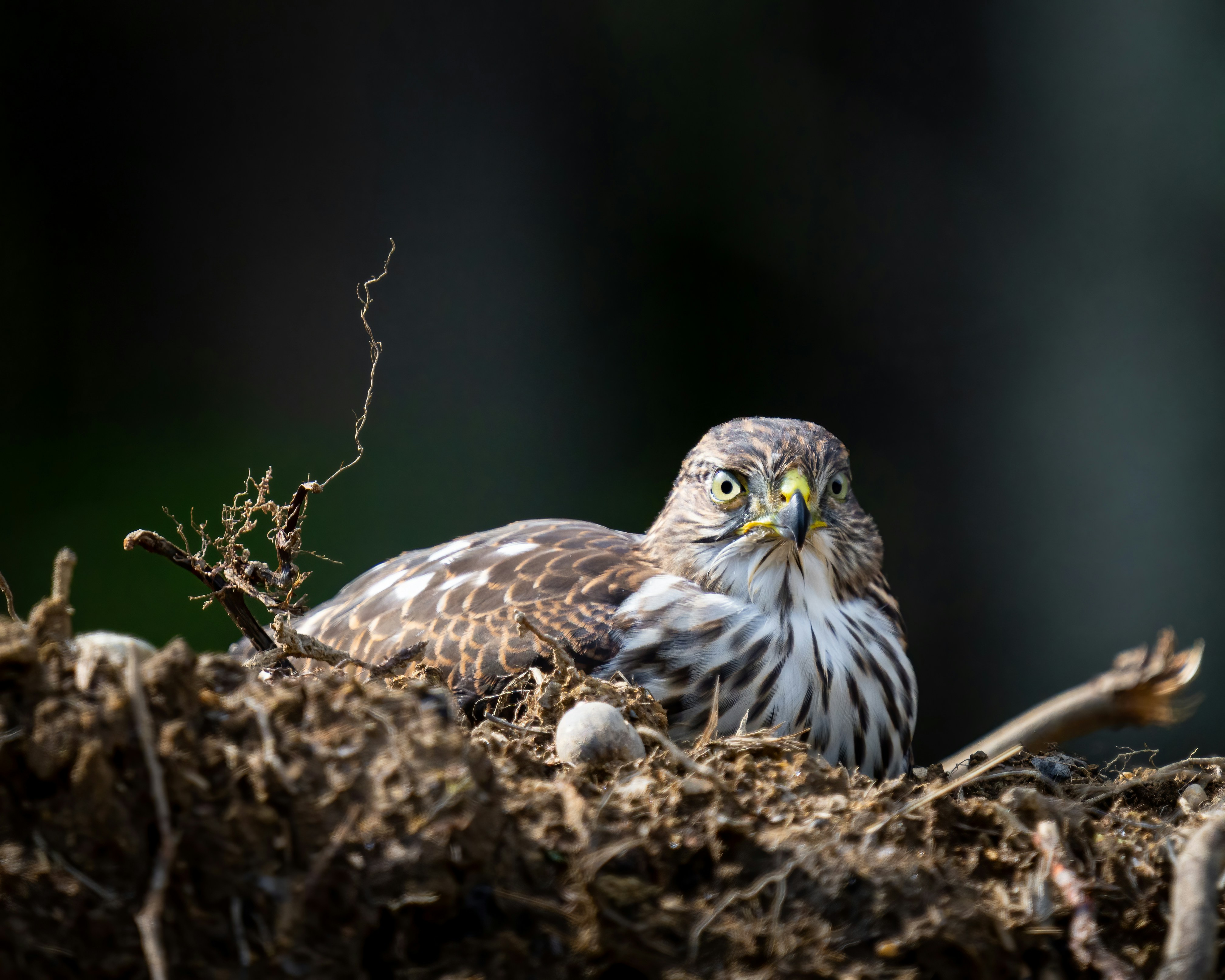 Watchful Eye Above the Nest: A Sparrowhawk in Profile
