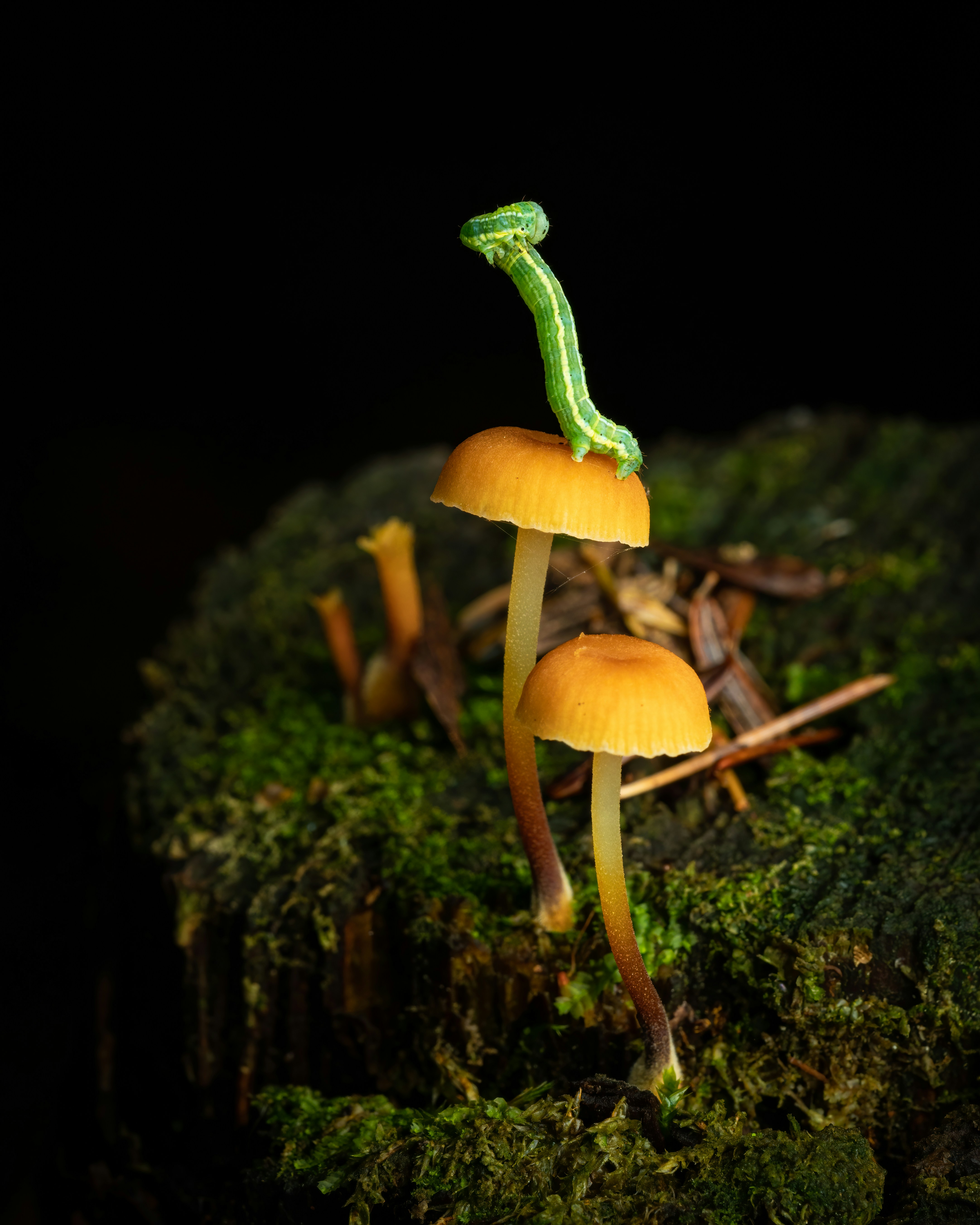 Tiny Green Acrobat on Orange Fungus