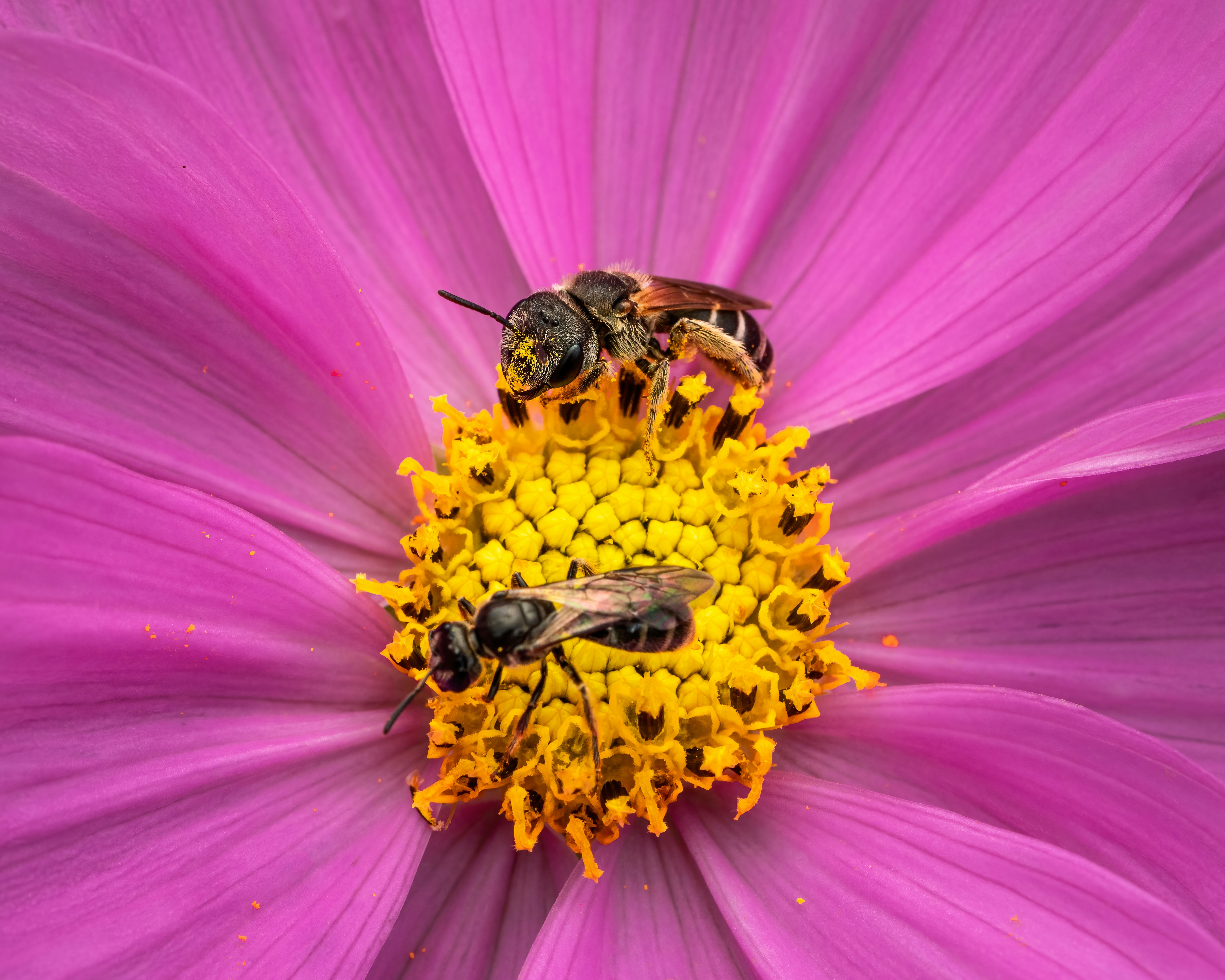 Bees at the Magenta Cosmos Core