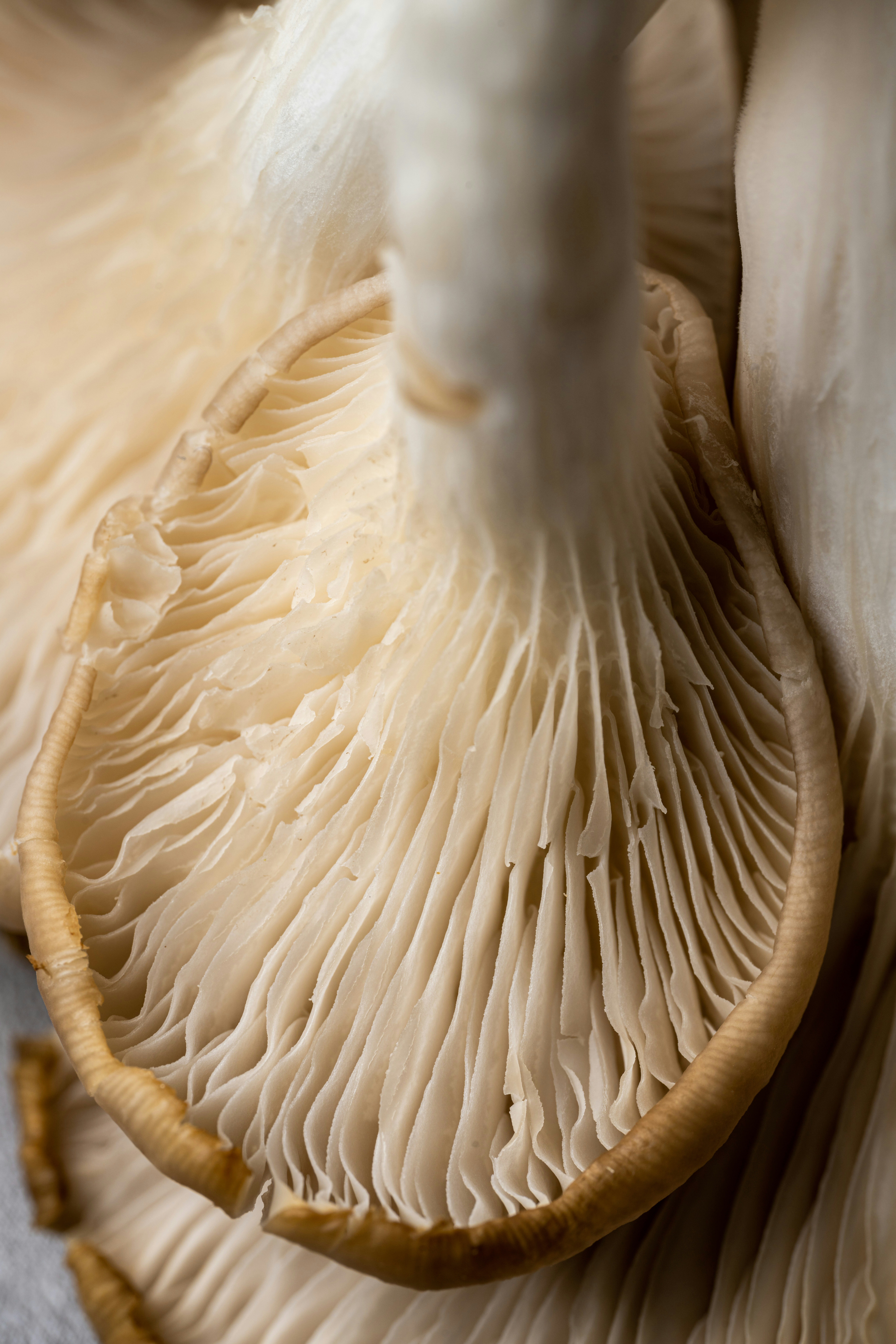 Close-up of mushroom gills showcasing their intricate patterns and textures. The delicate structure highlights the natural beauty of fungi.