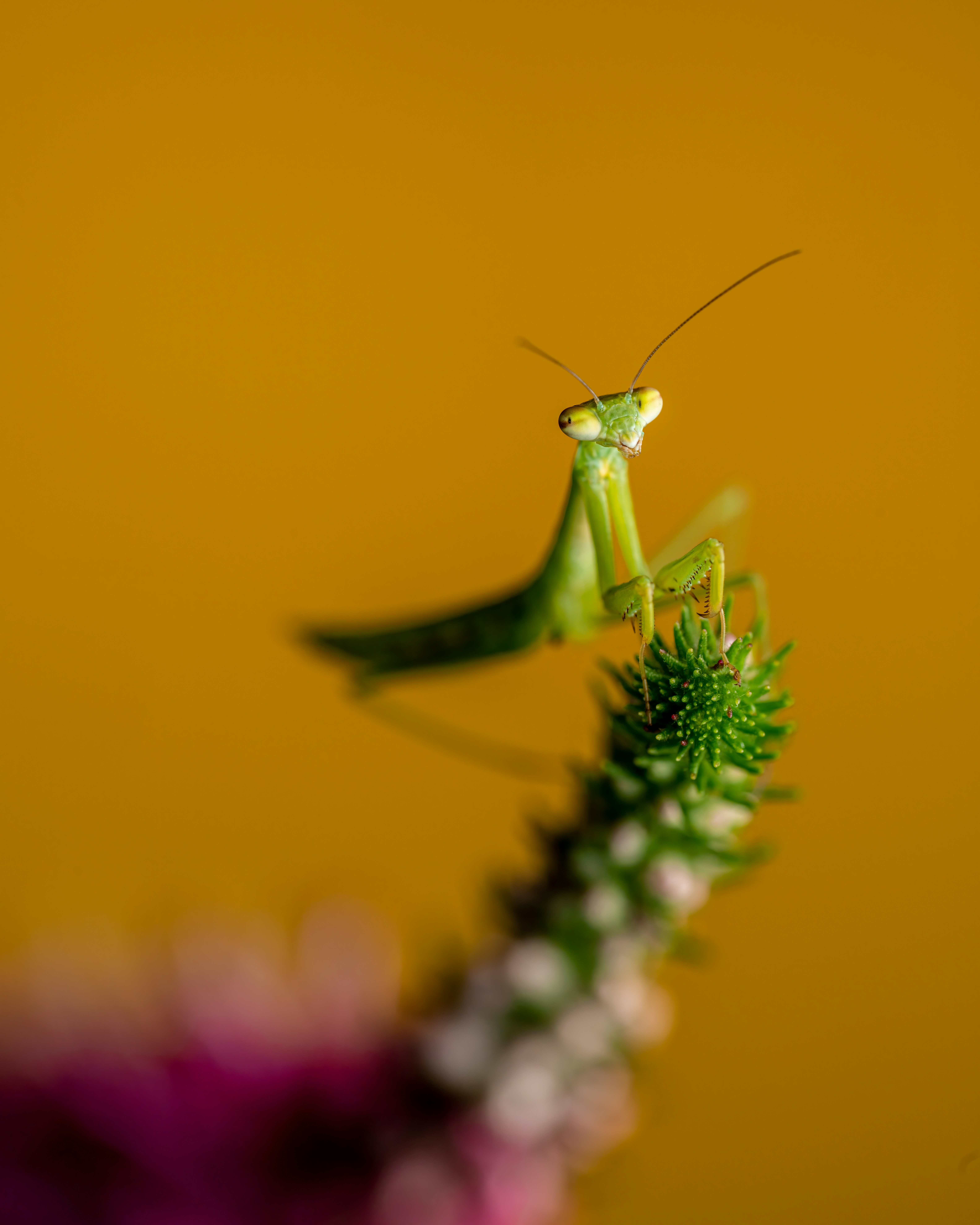 A green insect on a plant photo – Free Animal Image on Unsplash