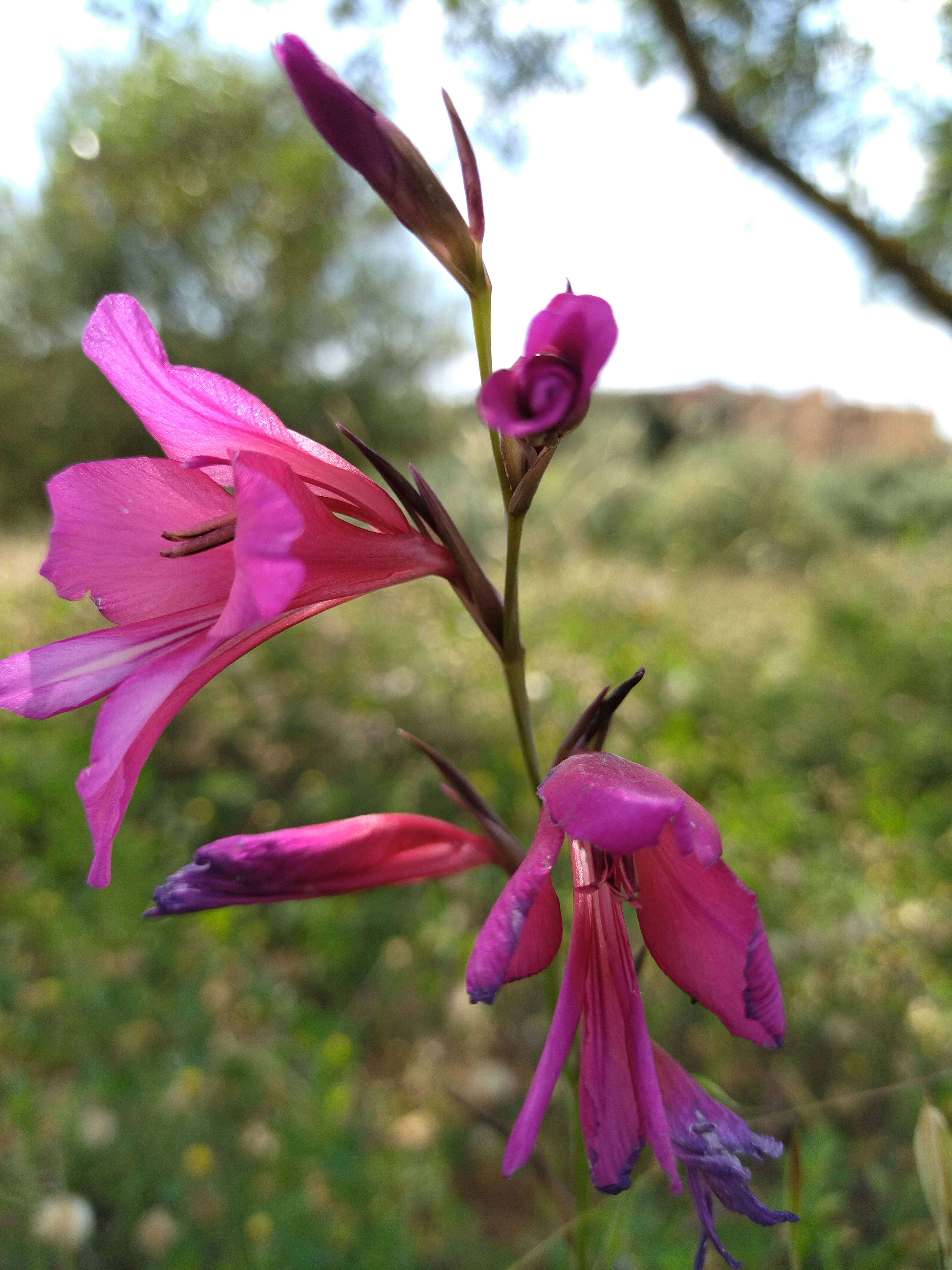 Magenta Gladiolus Close-Up: Petals in Quiet Light