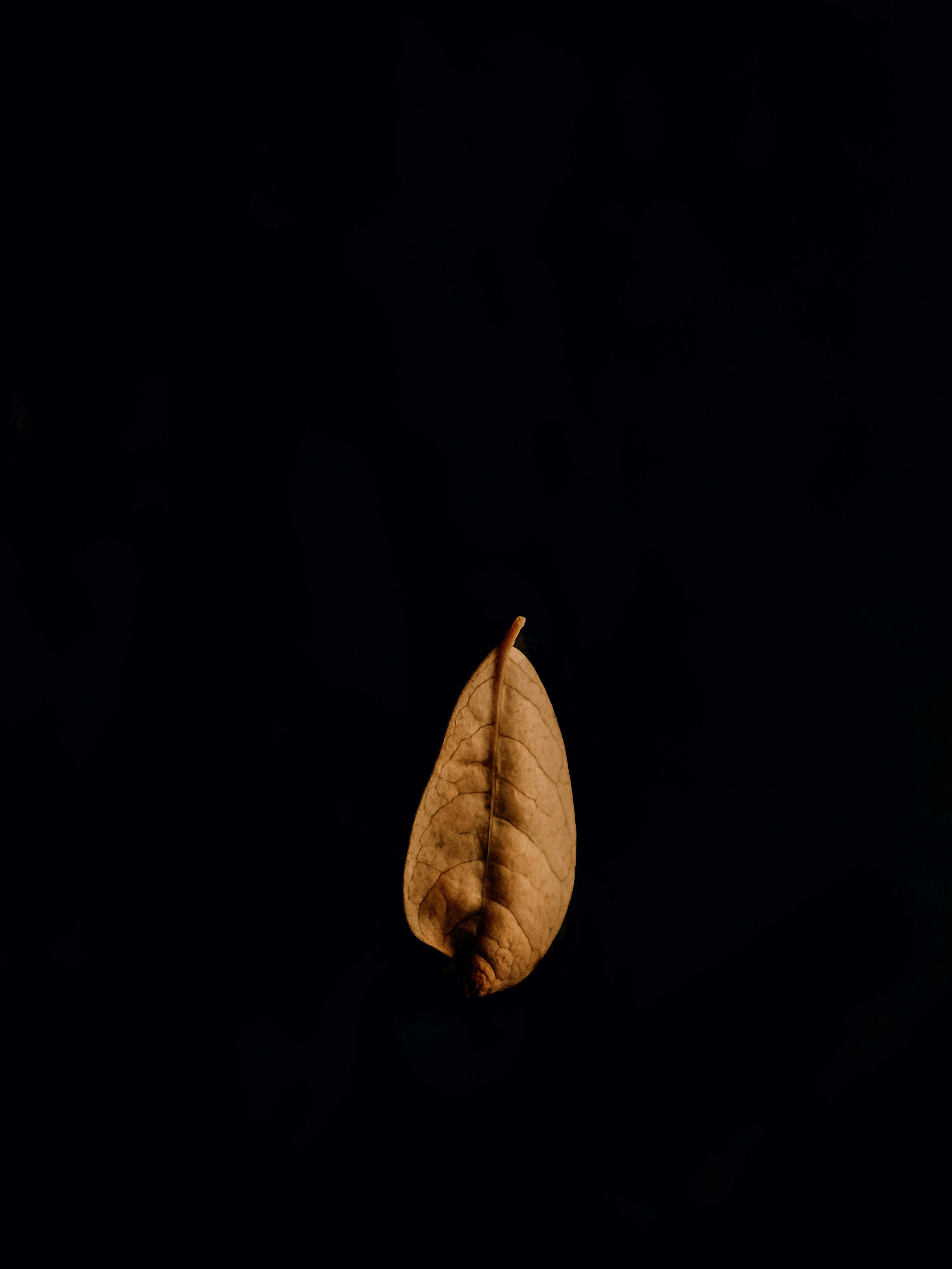A single dried leaf suspended against a dark background, highlighting its intricate texture and form.