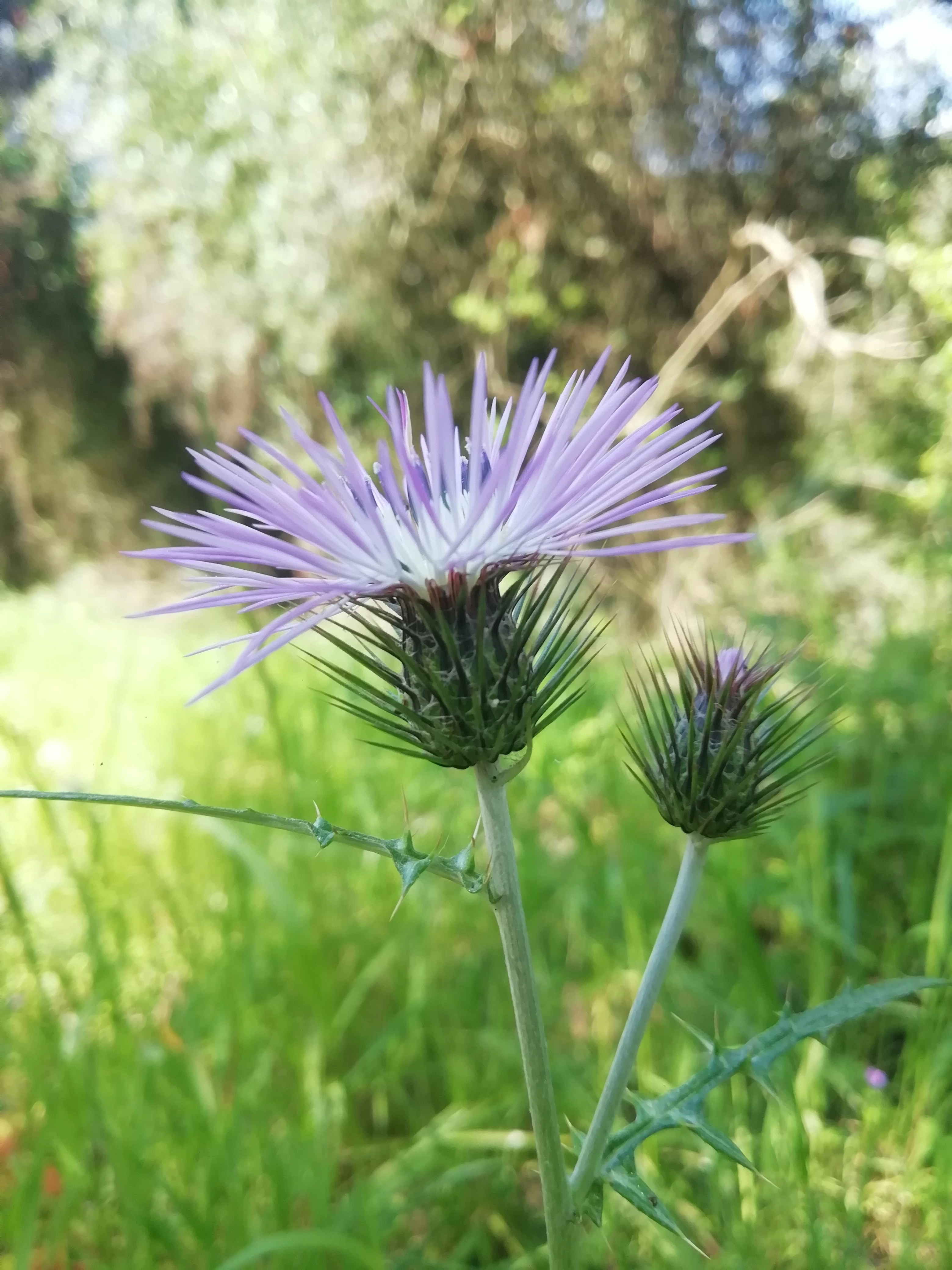 Close-up photograph of a purple thistle with spiky bracts reaching toward the sun, set against a softly blurred green meadow.