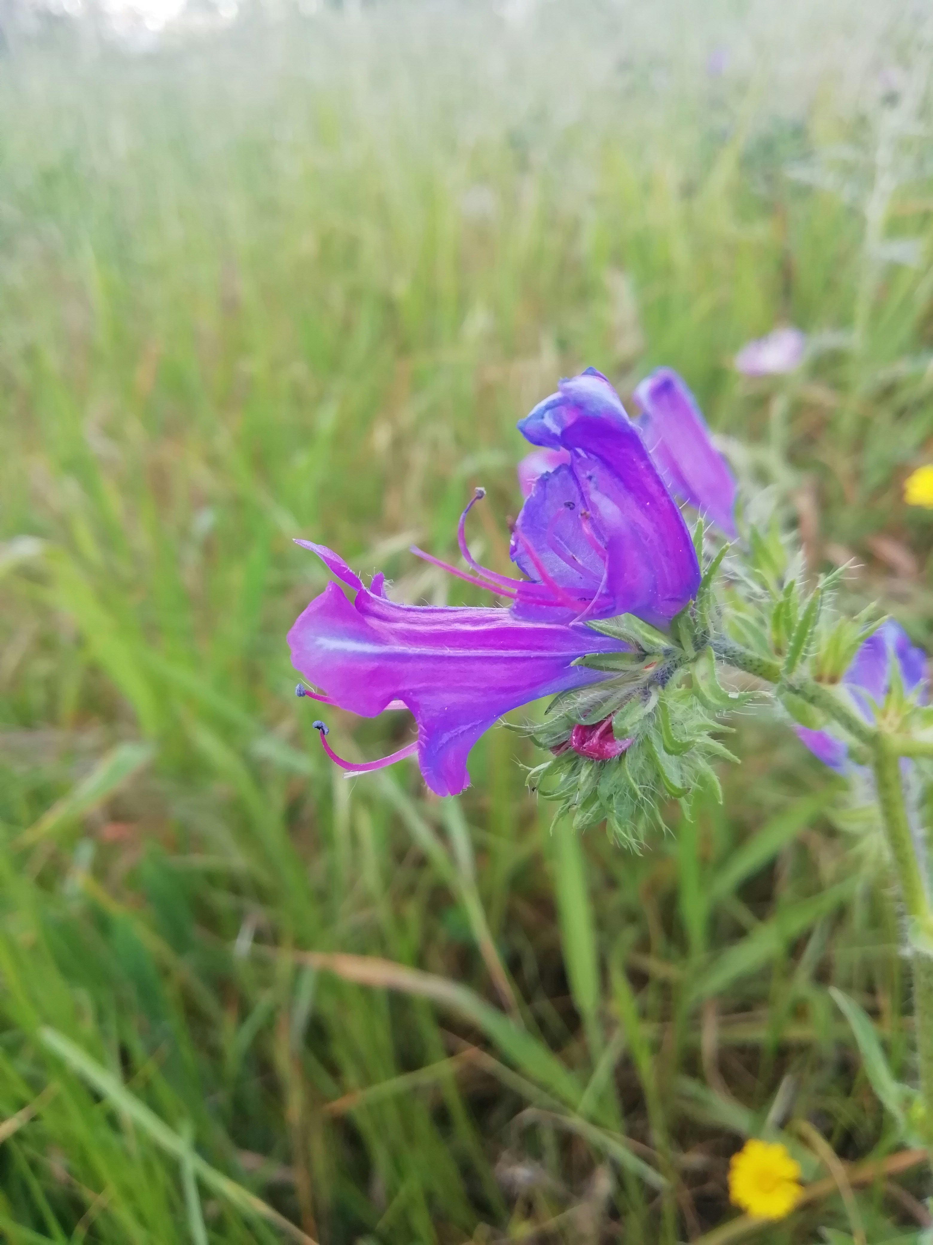 Purple bloom tethered to a windswept meadow