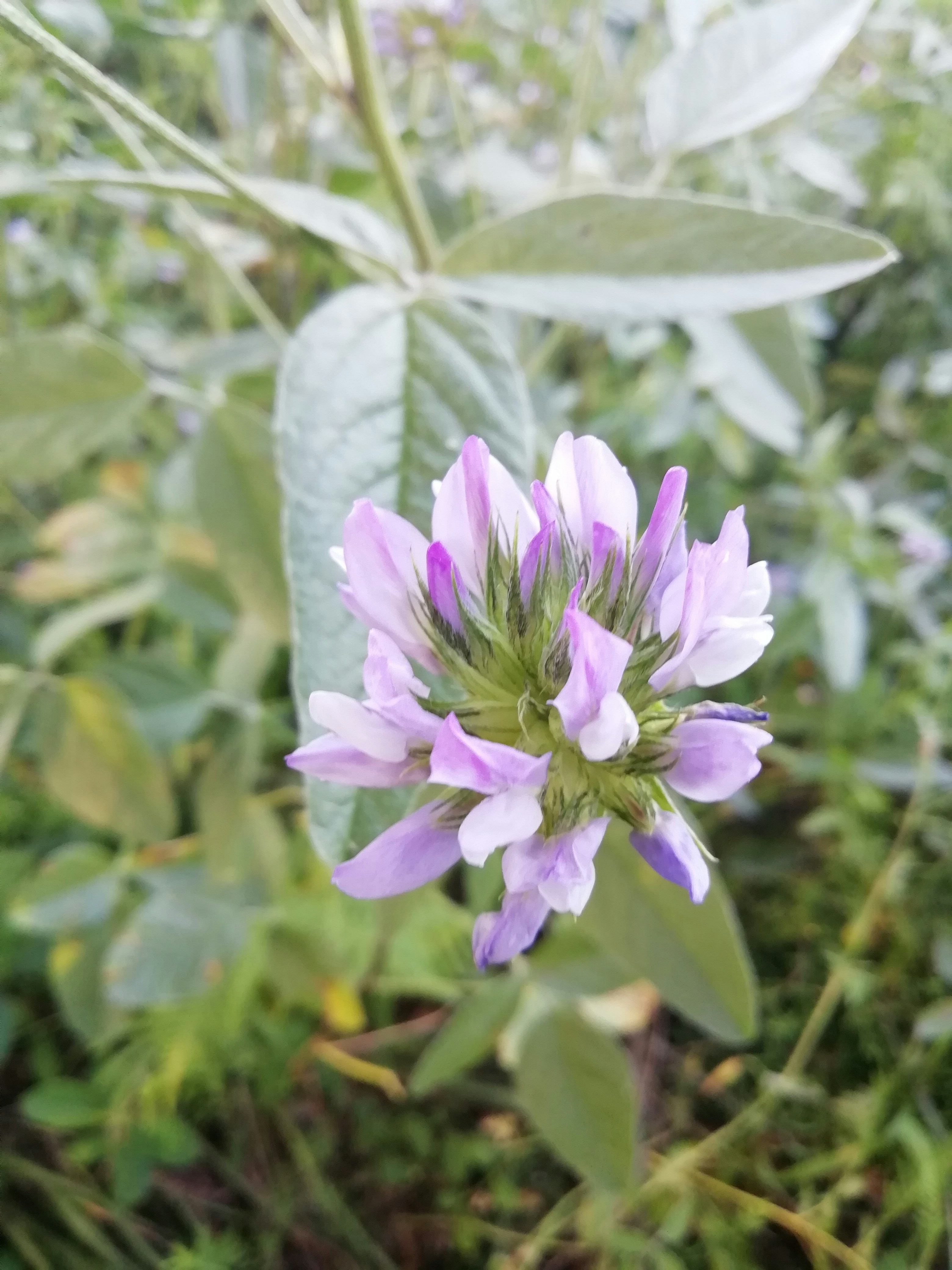 Pastel Crown: Lilac Blossom Amid Soft Garden Glow