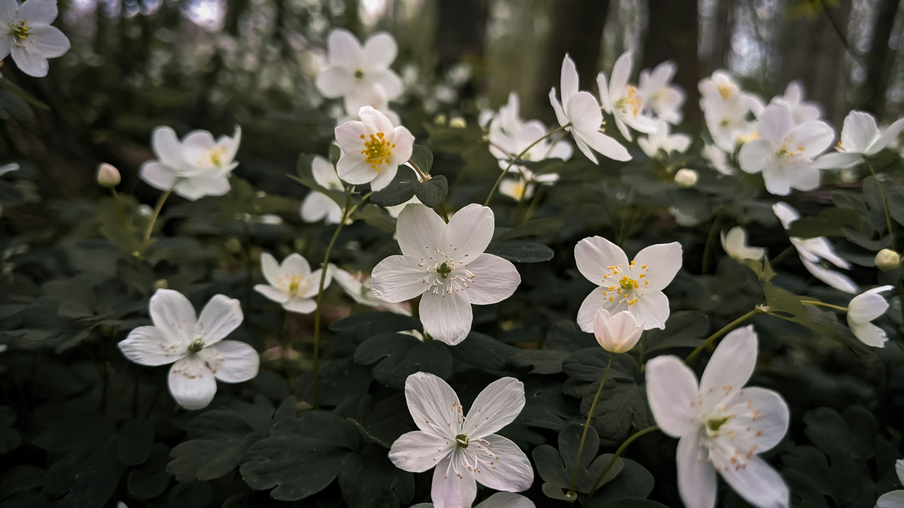 A cluster of white anemone-like flowers fills a shaded garden bed with soft, delicate petals and dark green foliage in the background.